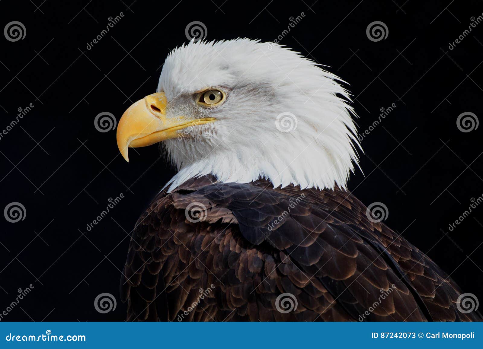 Eagle Portrait stock image. Image of prey, nature, feathers - 87242073