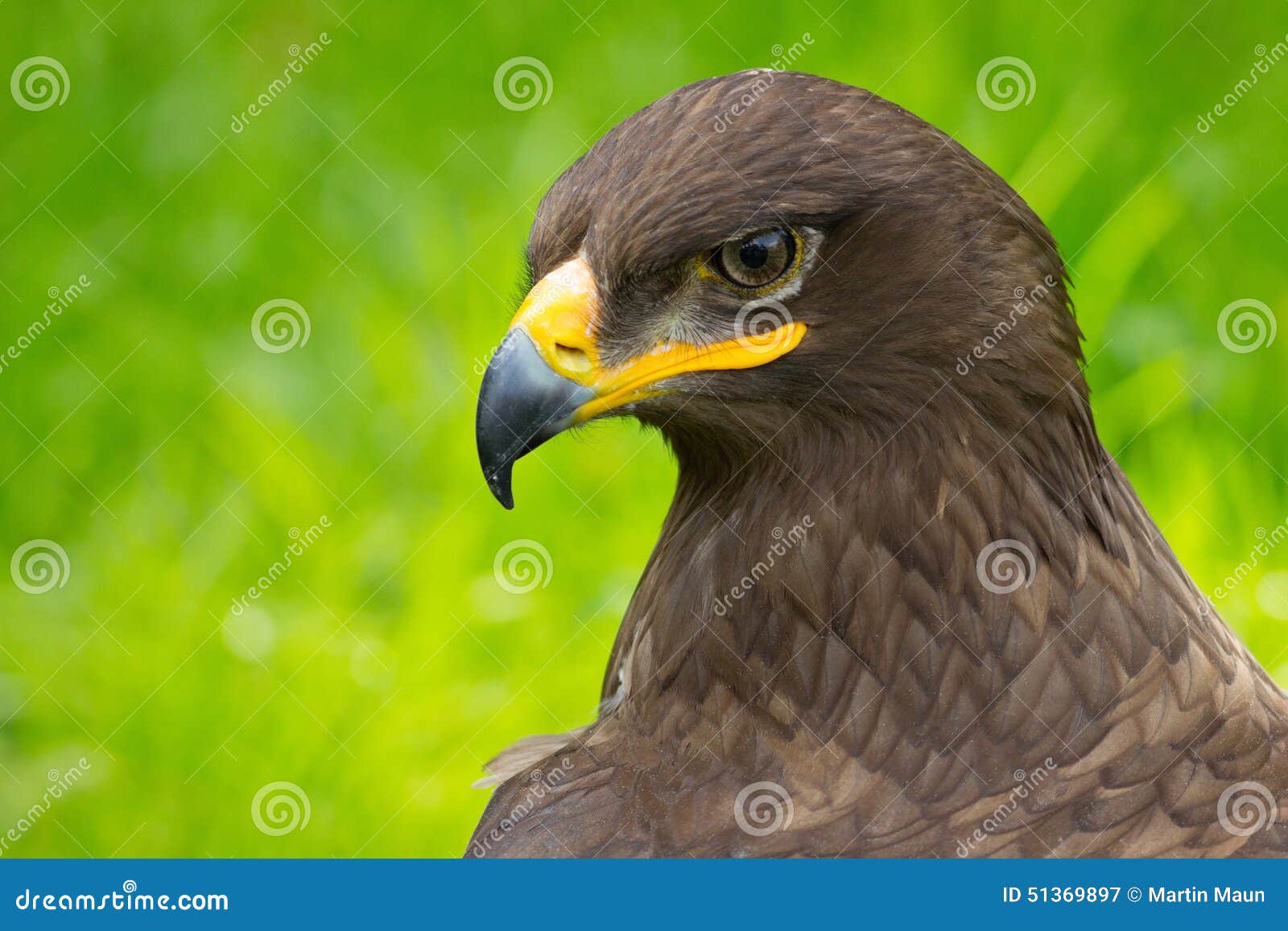 Eagle Portrait stock image. Image of look, brown, beak - 51369897