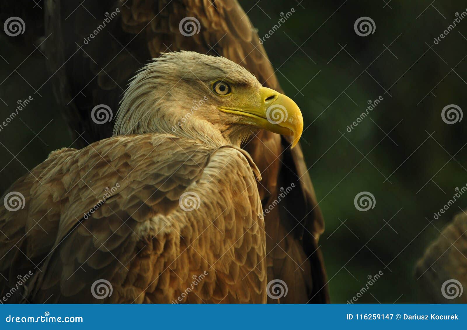 Eagle - Portrait of Predator Bird Stock Image - Image of animal ...