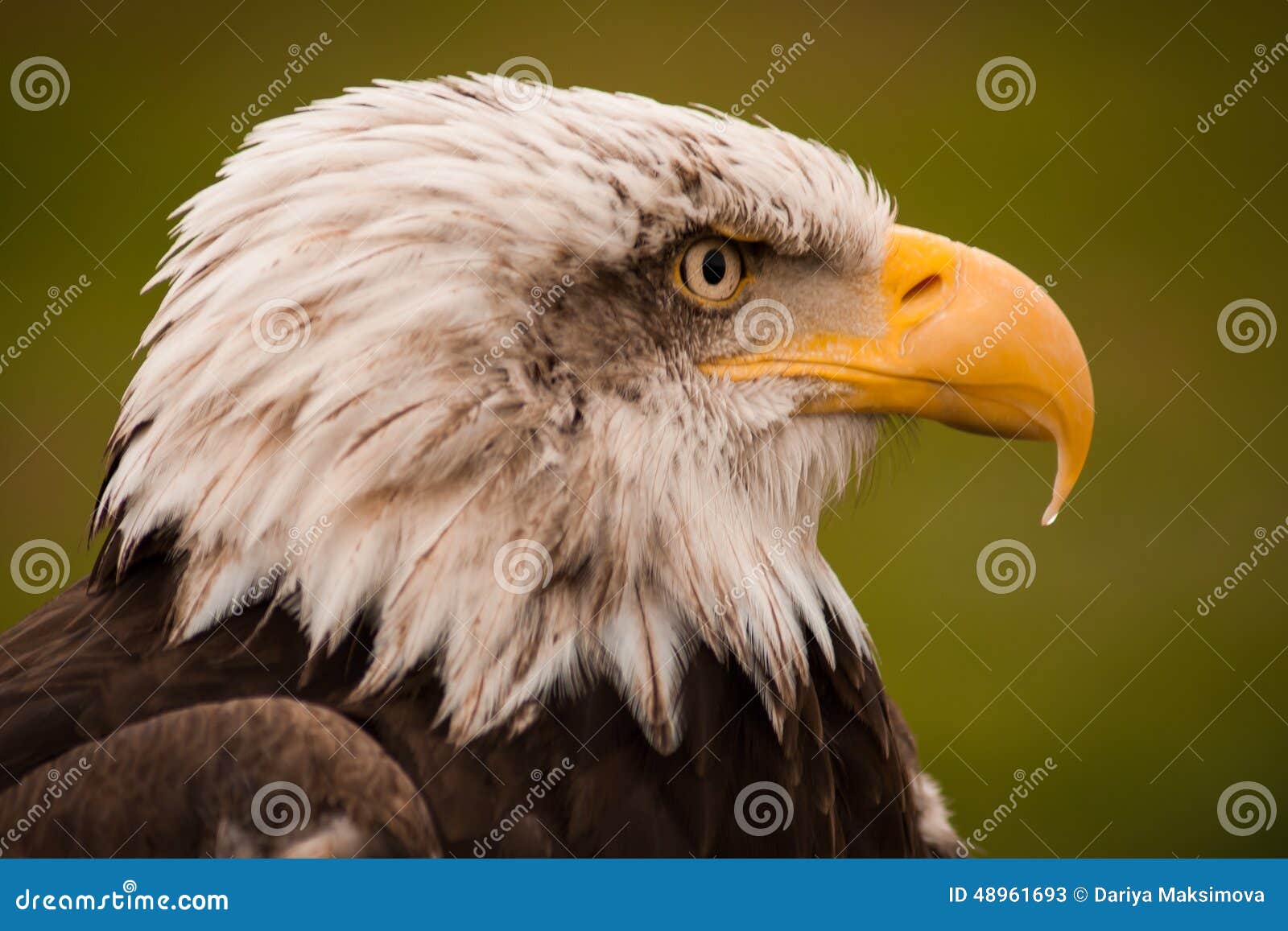 Eagle stock image. Image of predator, wild, rigorous - 48961693