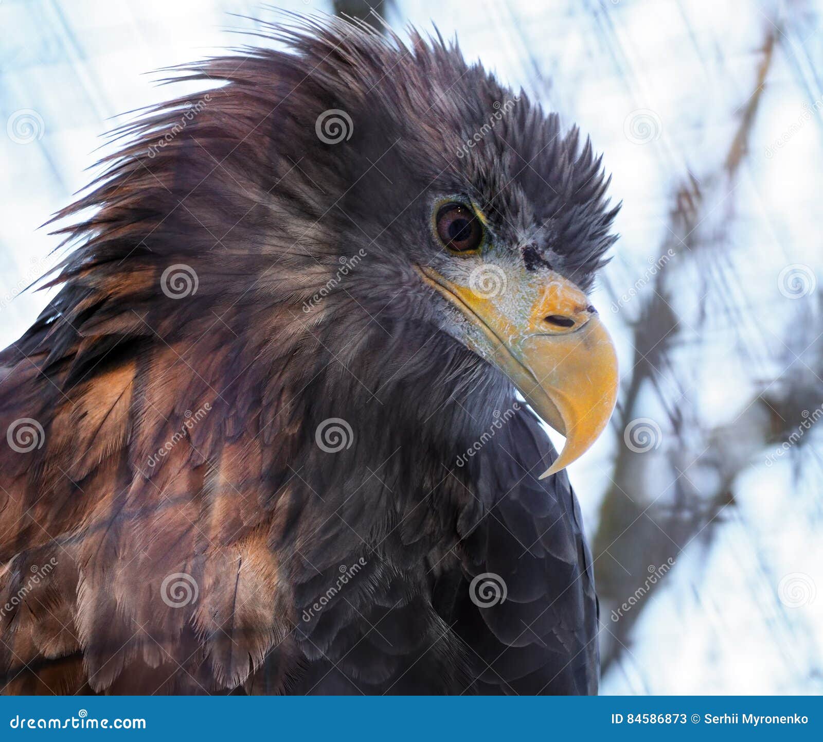 Eagle Portrait View from Down Looking To the Left Stock Image - Image ...