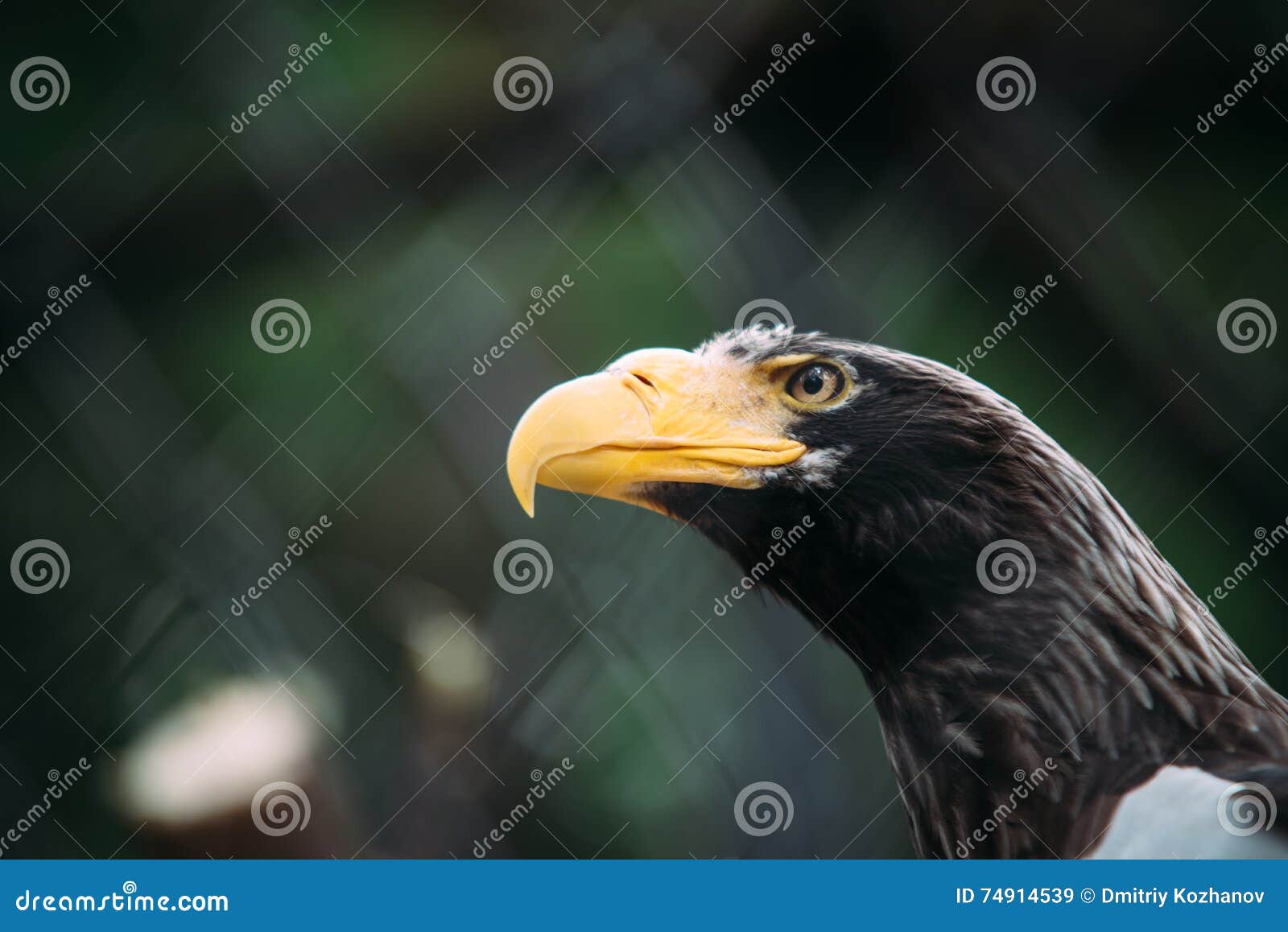 Eagle Portrait with Yellow Beak Stock Image - Image of wild, black ...