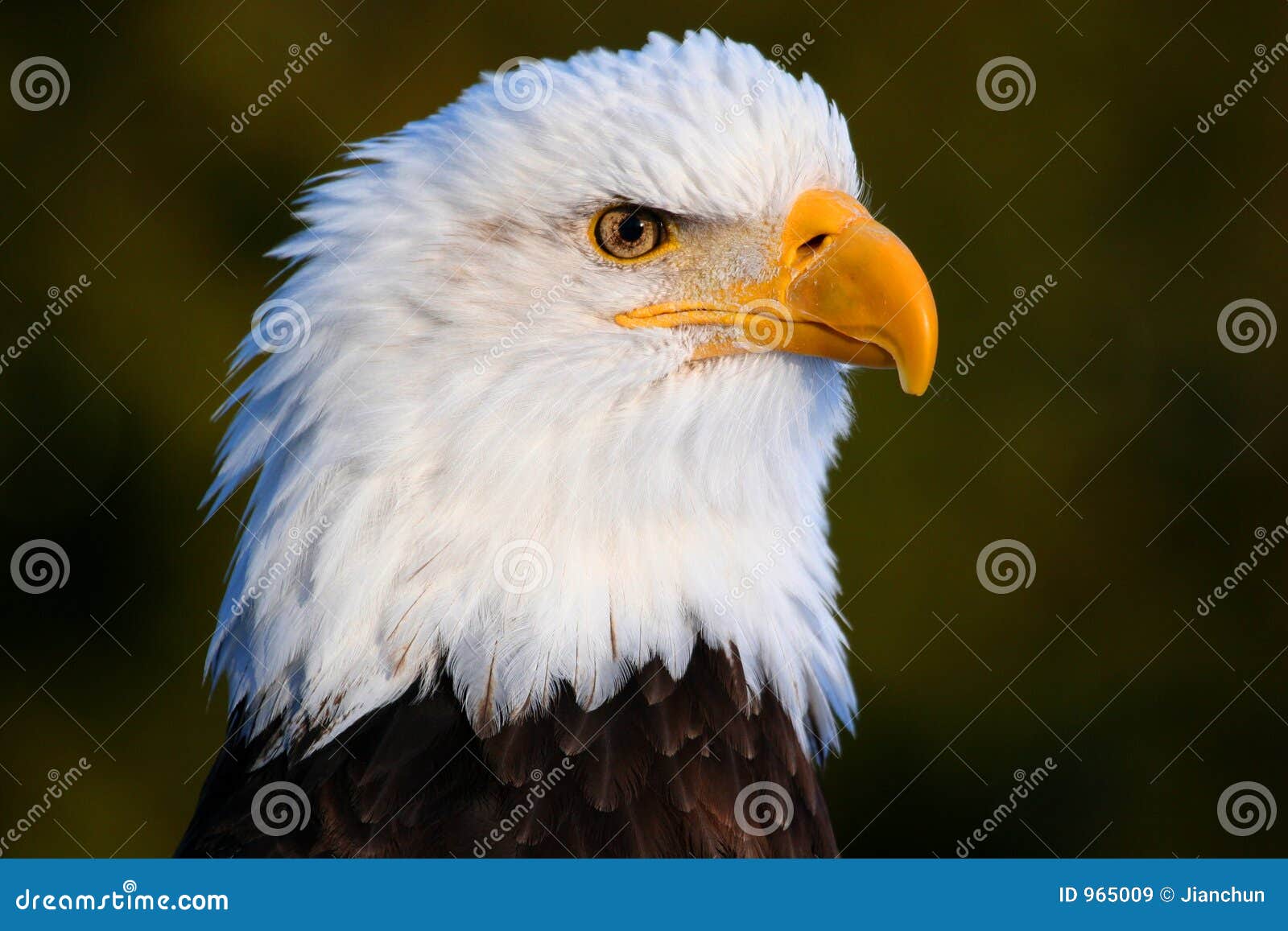 Eagle portrait1 stock image. Image of bird, animal, whitehead - 965009