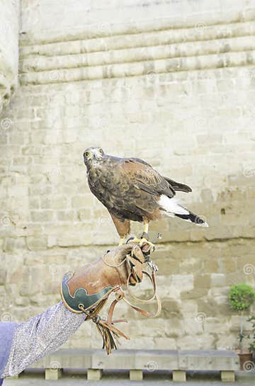 Eagle in position stock photo. Image of harrier, feather - 33037982