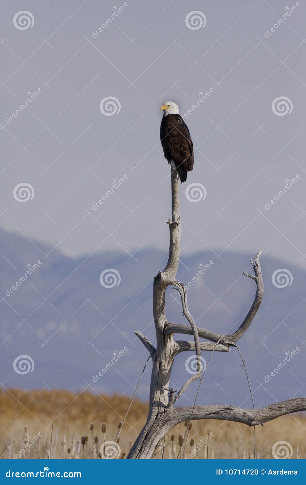 Eagle Post stock photo. Image of predator, eagle, wild - 10714720