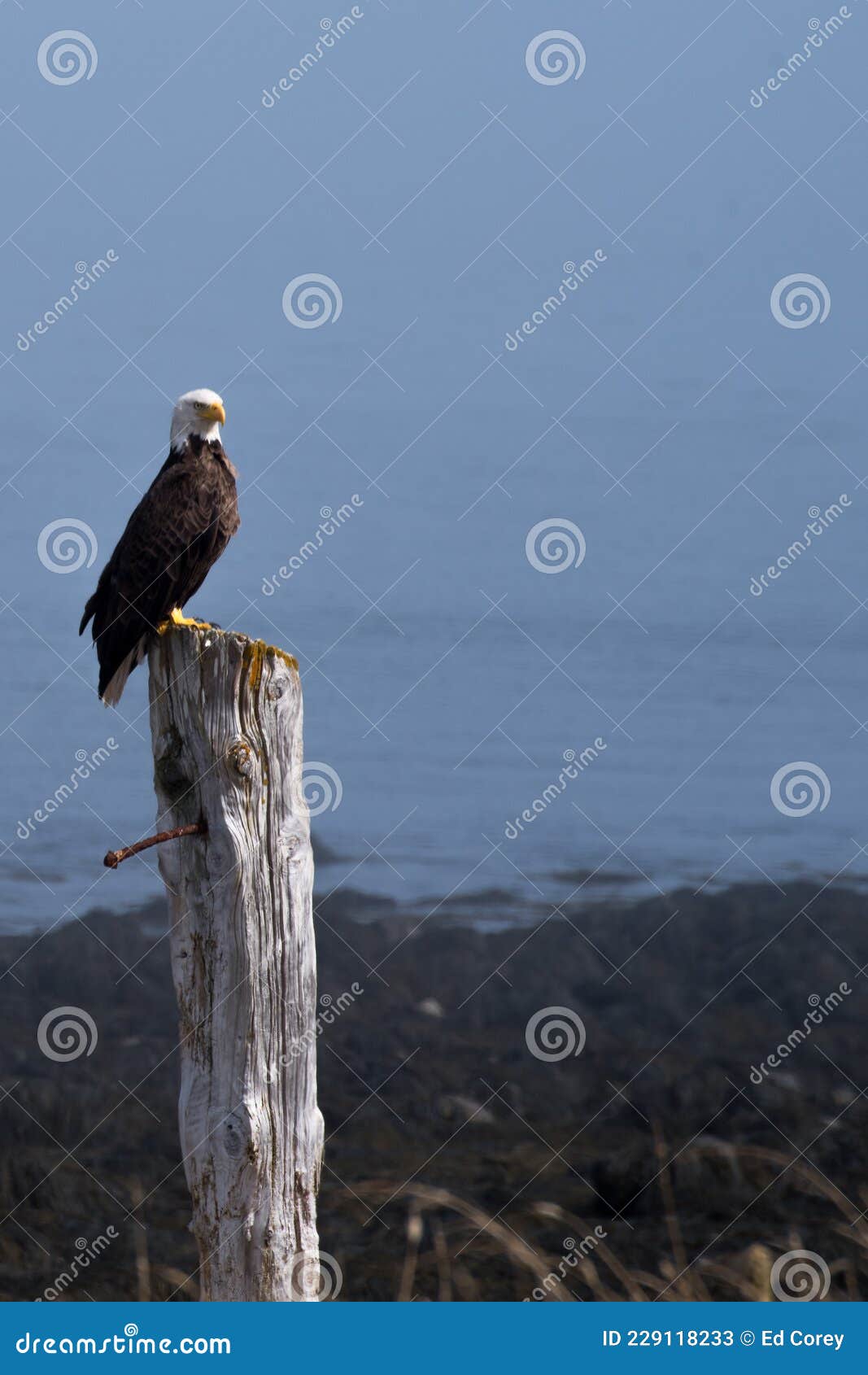 Eagle on a Post stock image. Image of predator, beak - 229118233