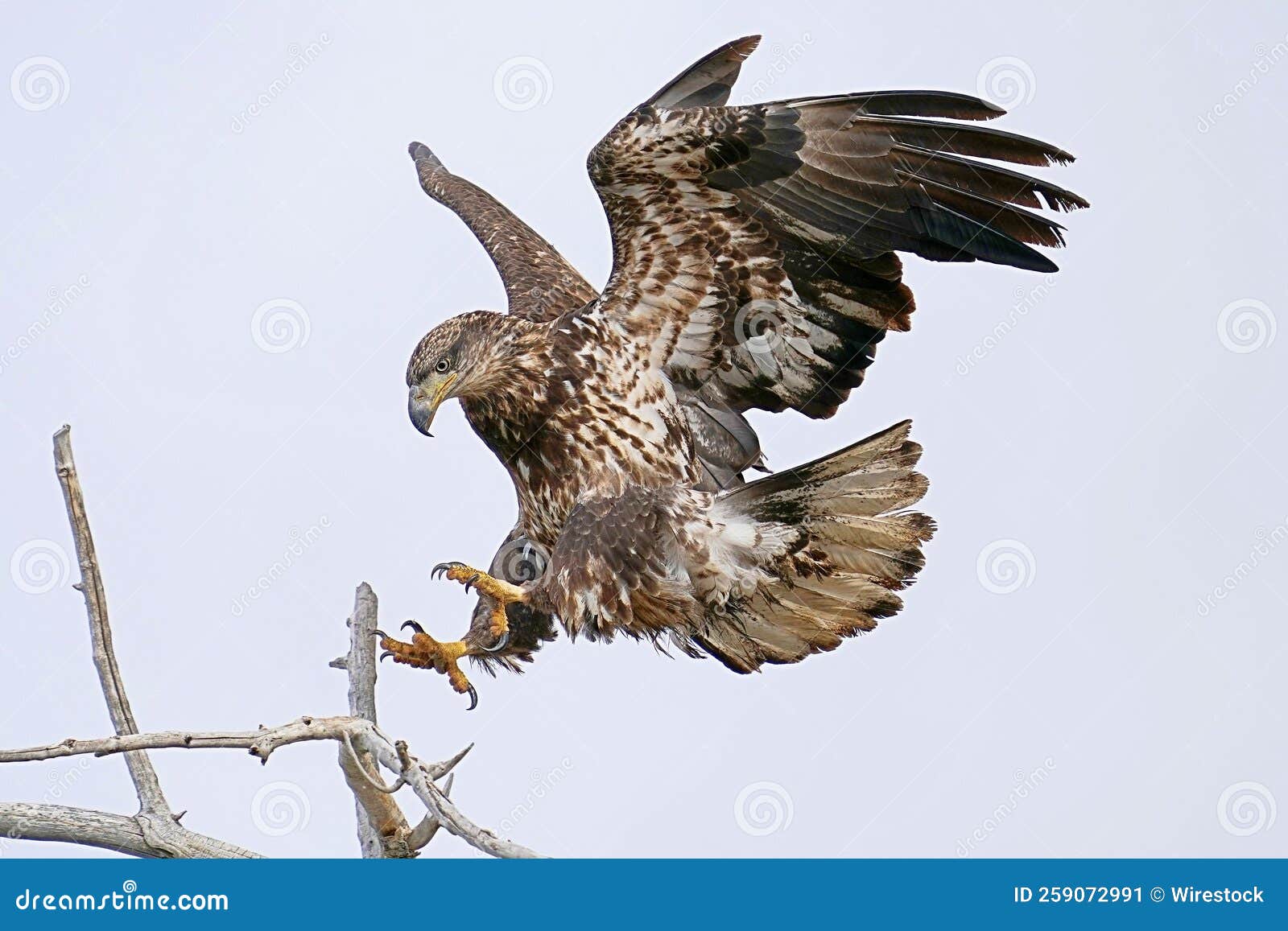 Eagle Preparing for a Landing on a Tree Branch Against a Grey Sky ...