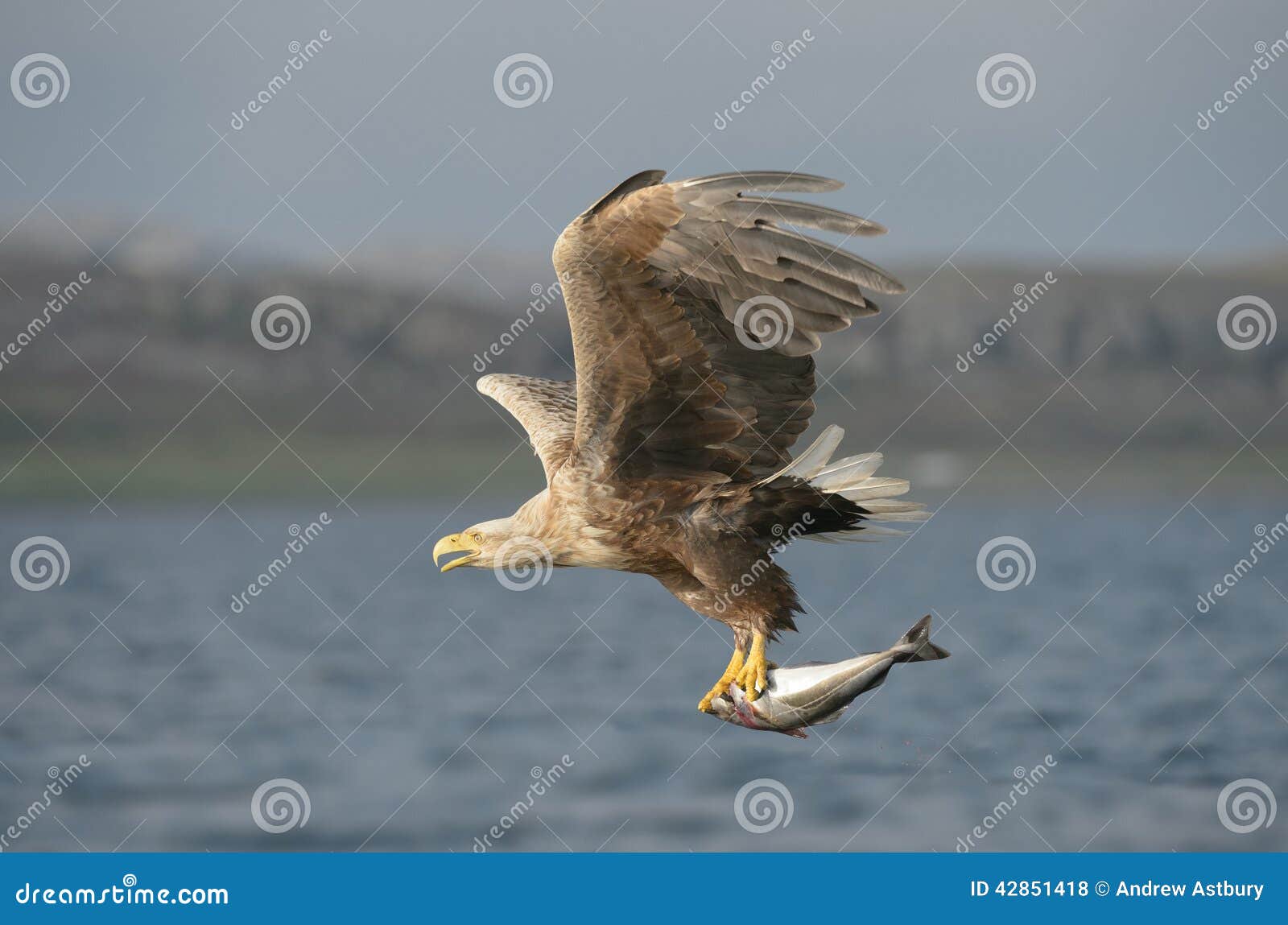 Eagle with Prey. stock photo. Image of prey, bird, eagle - 42851418
