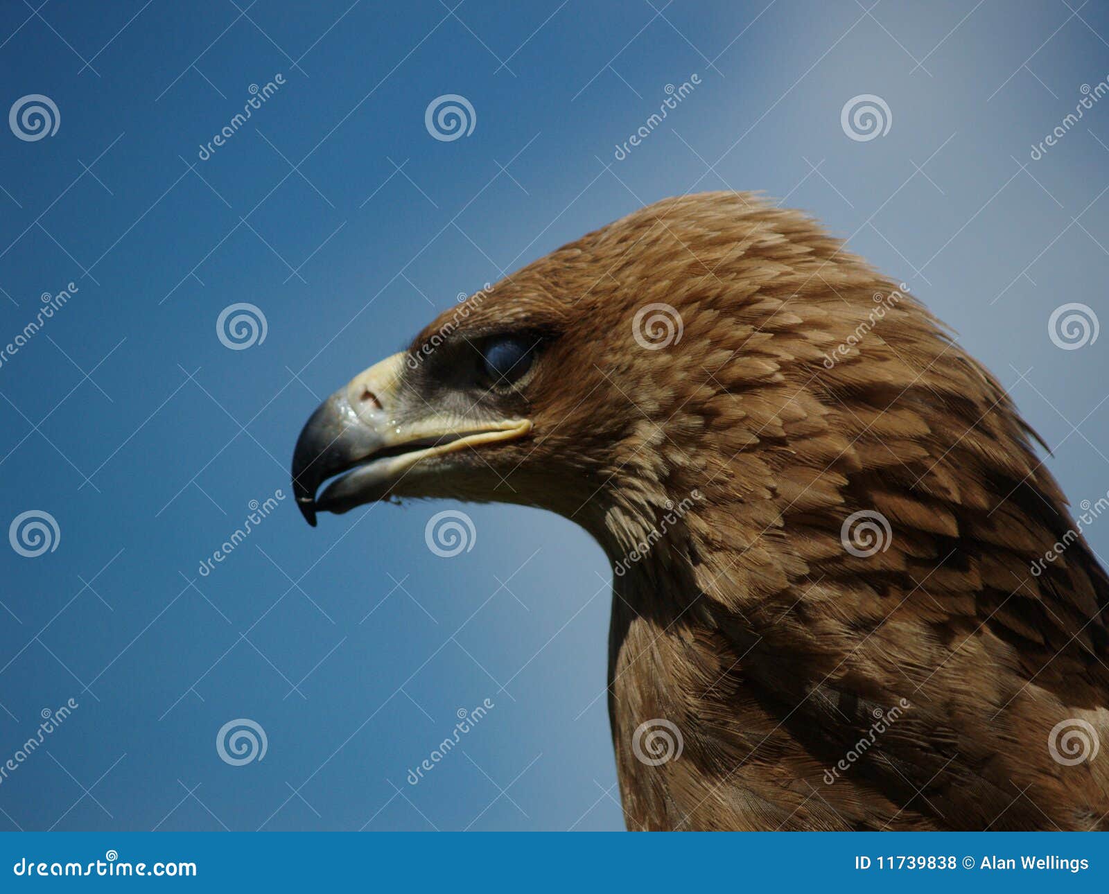 Eagle in profile stock photo. Image of beak, avian, bird - 11739838
