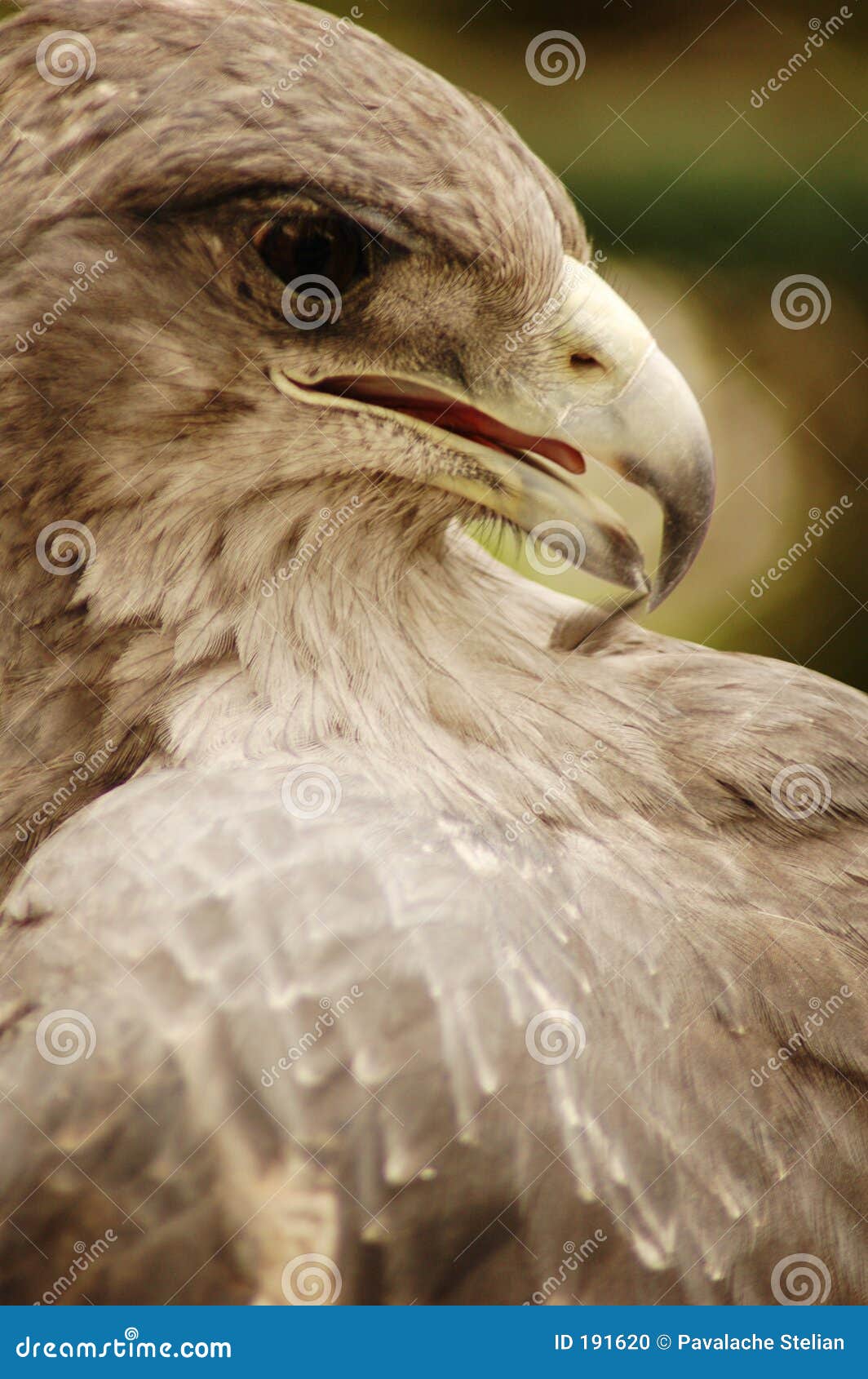 Eagle profile stock photo. Image of bird, eagle, feels - 191620