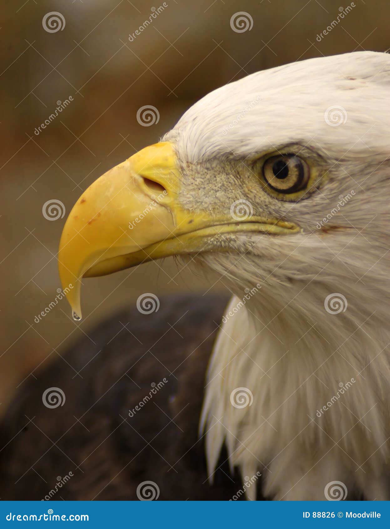 Eagle profile stock photo. Image of eagle, profile, wildlife - 88826