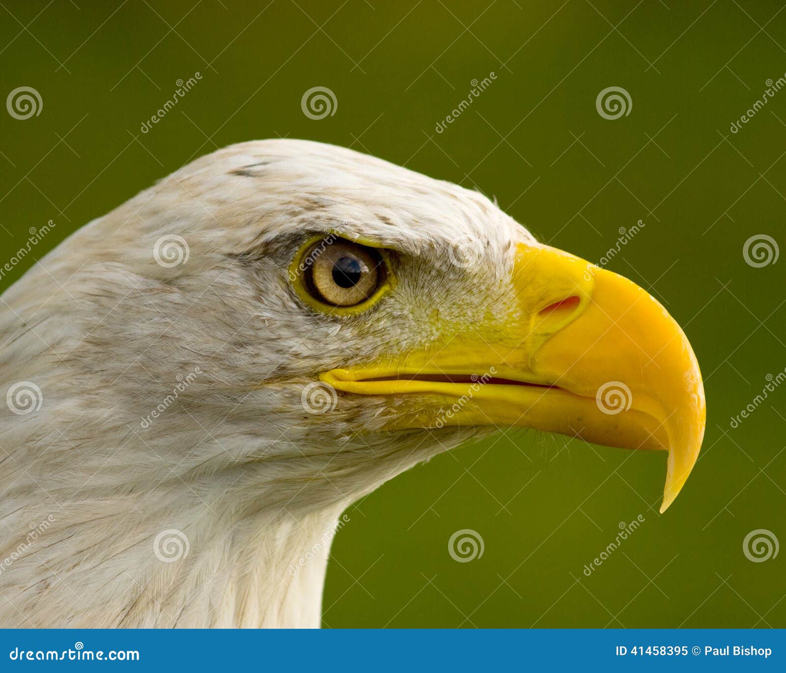 Eagle profile stock image. Image of feathers, bird, head - 41458395