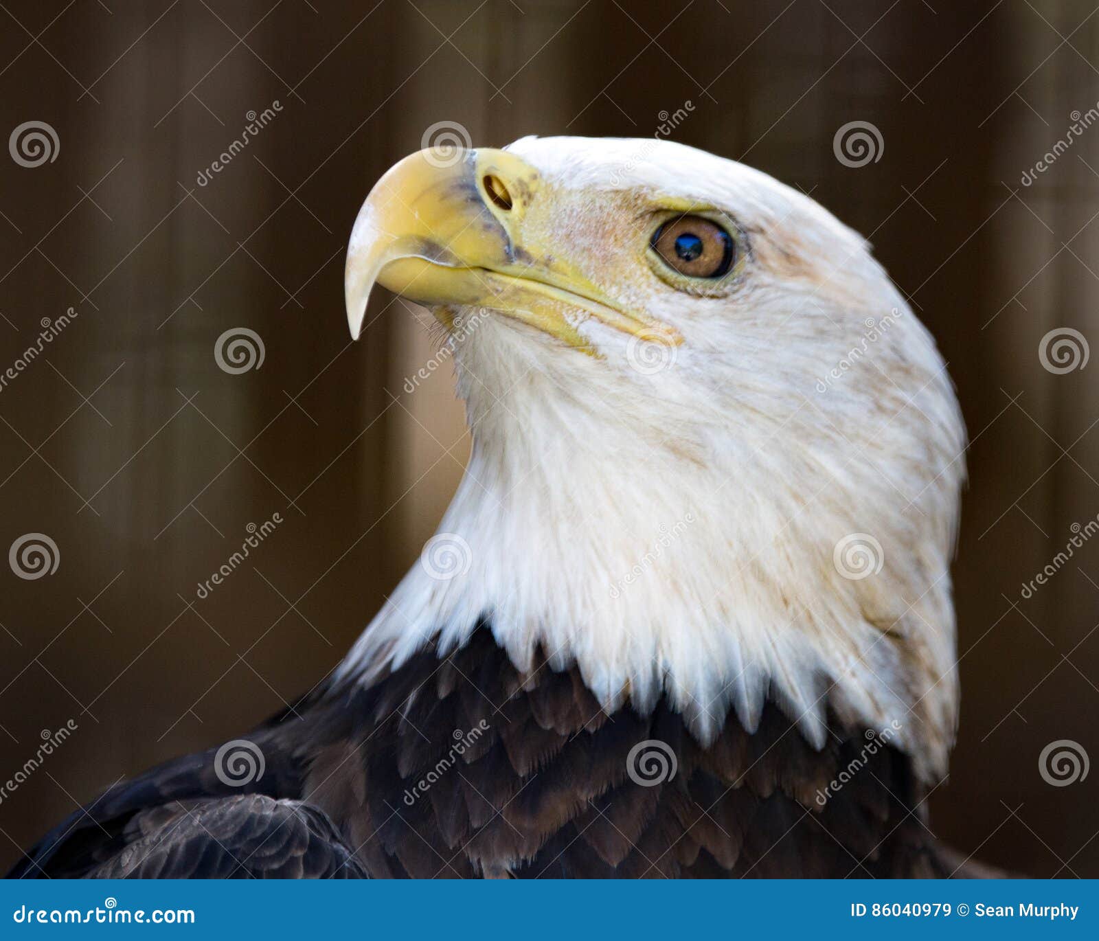 Eagle in Profile stock image. Image of raptor, beak, florida - 86040979