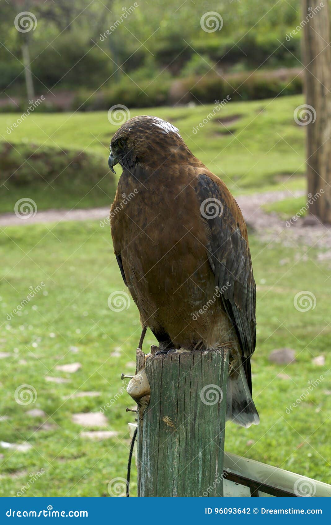 Eagle in profile stock photo. Image of peruvian, animals - 96093642