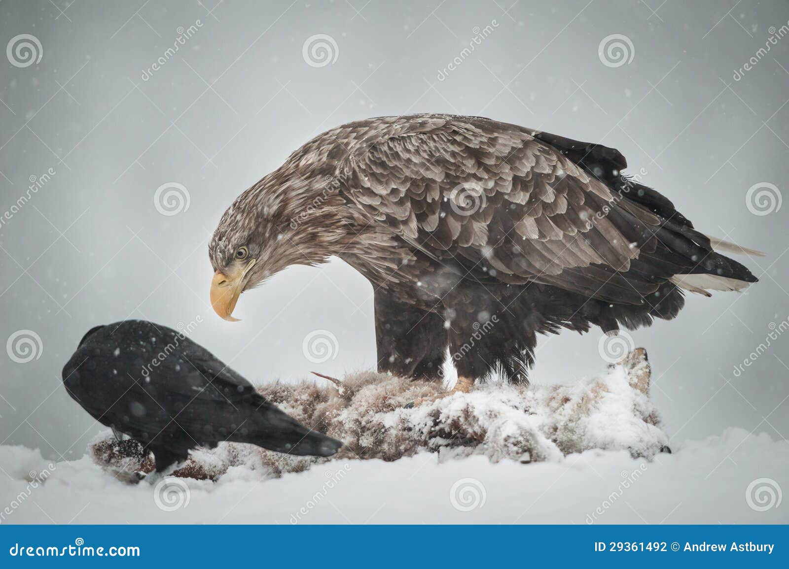Eagle and Raven stock photo. Image of rivals, mutual - 29361492