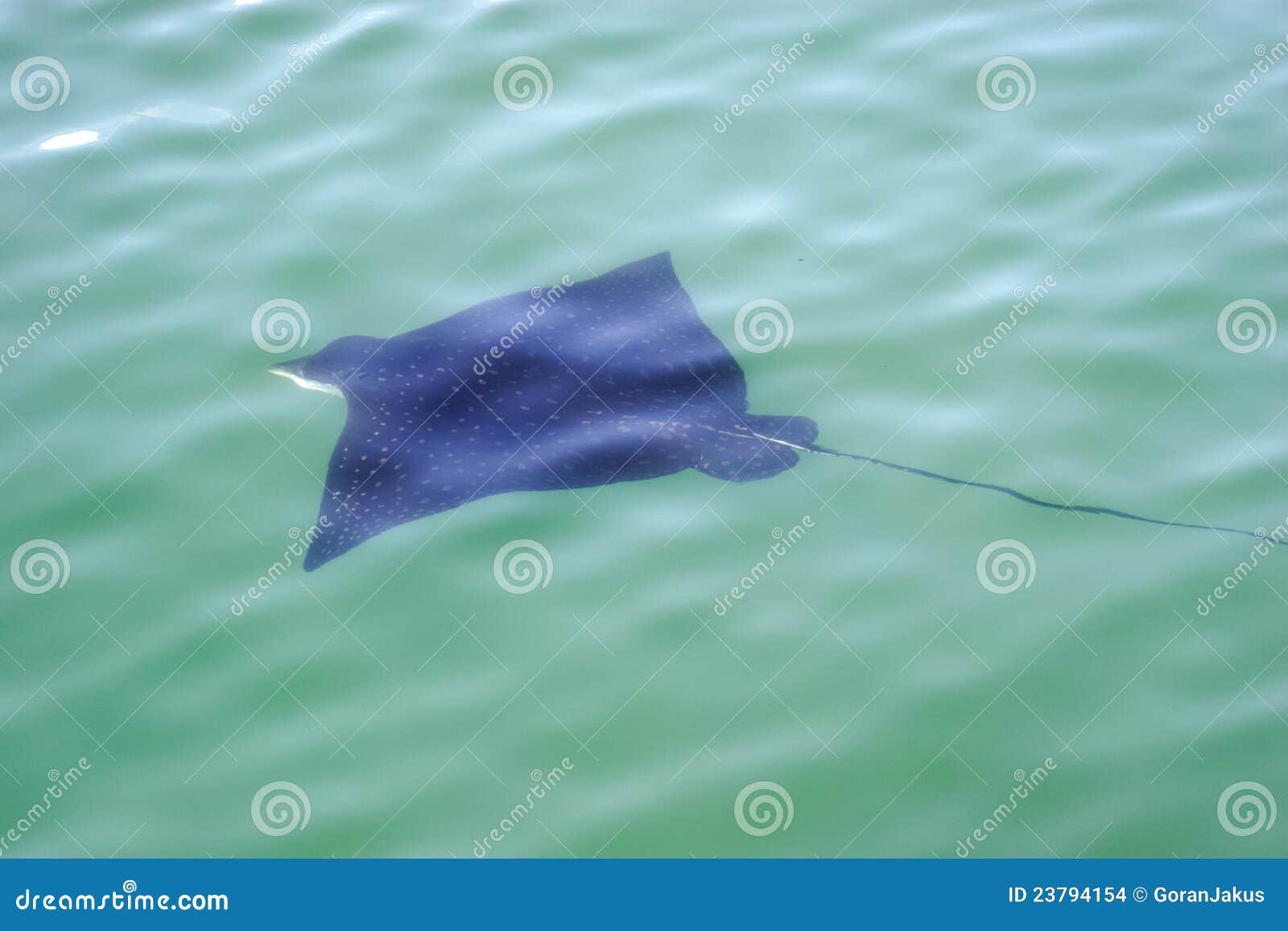 Eagle ray stock photo. Image of ocean, float, green, animal - 23794154