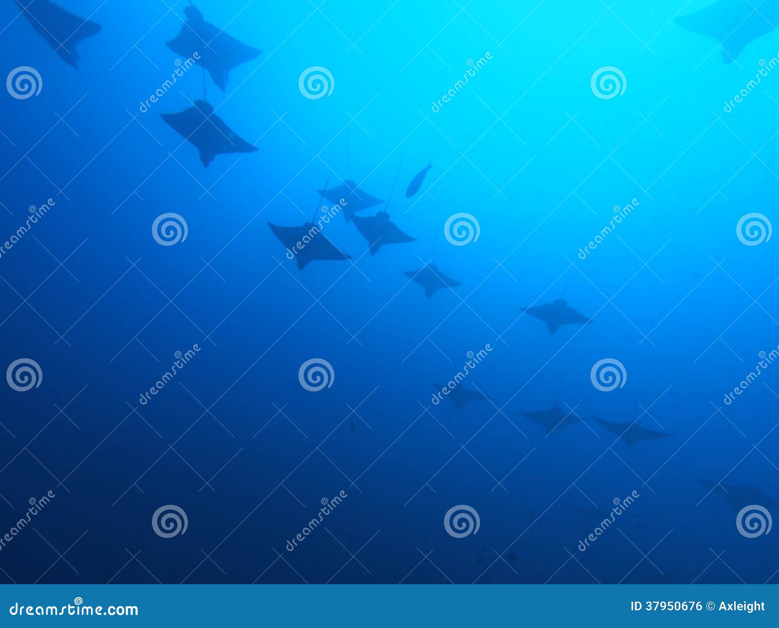 Eagle ray flying stock photo. Image of sting, scuba, stingray - 37950676