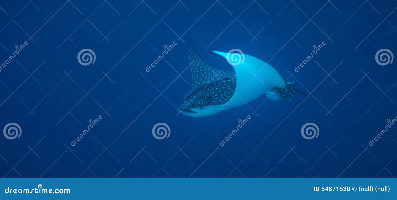 Eagle ray flying stock photo. Image of eagle, aquatic - 54871530