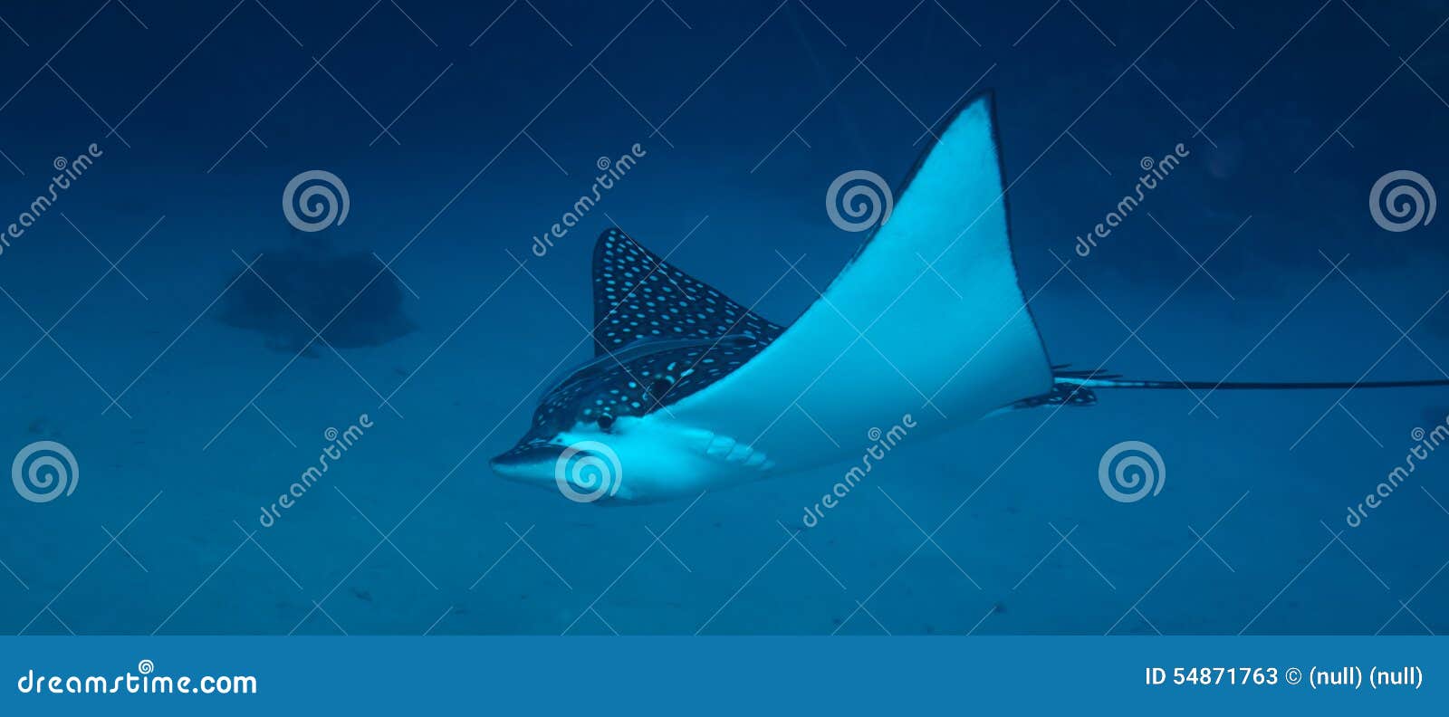 Eagle ray flying stock image. Image of myliobatidae, wing - 54871763