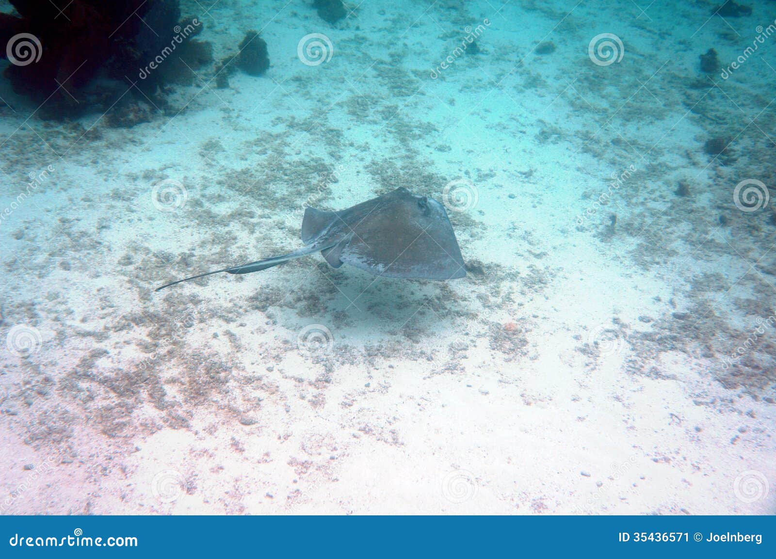 272 Caribbean Ocean Underwater Eagle Ray Stock Photos - Free & Royalty ...