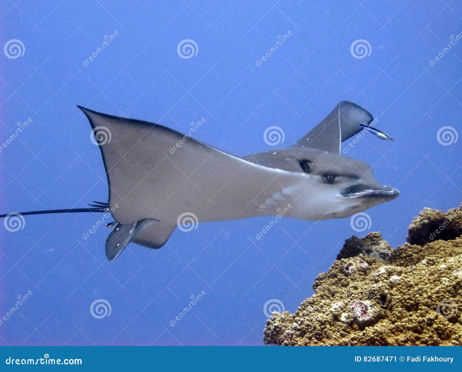 Eagle Ray - Raie Aigle Stock Photo | CartoonDealer.com #96087456