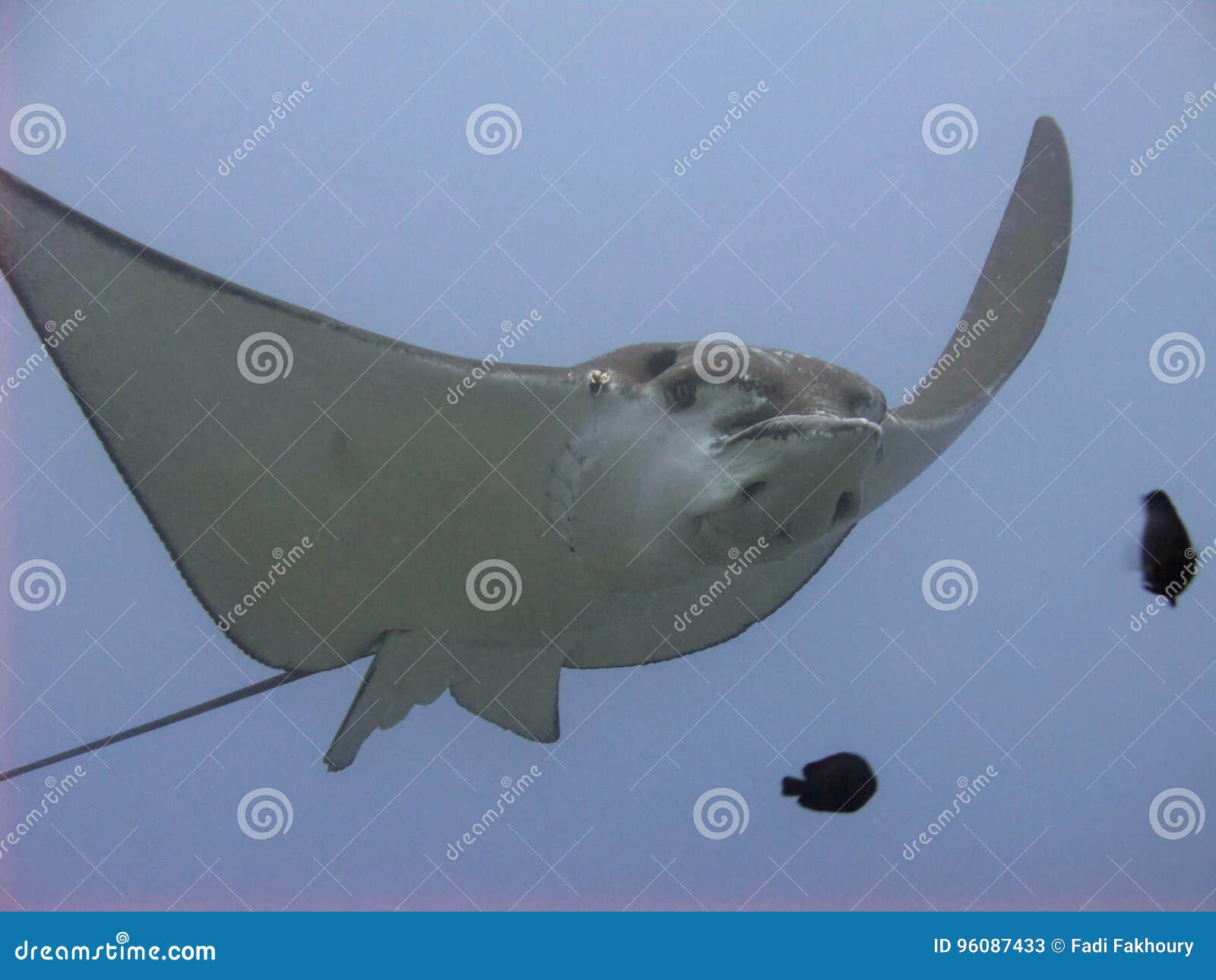 Eagle Ray - Raie aigle stock image. Image of indian, indien - 96087433