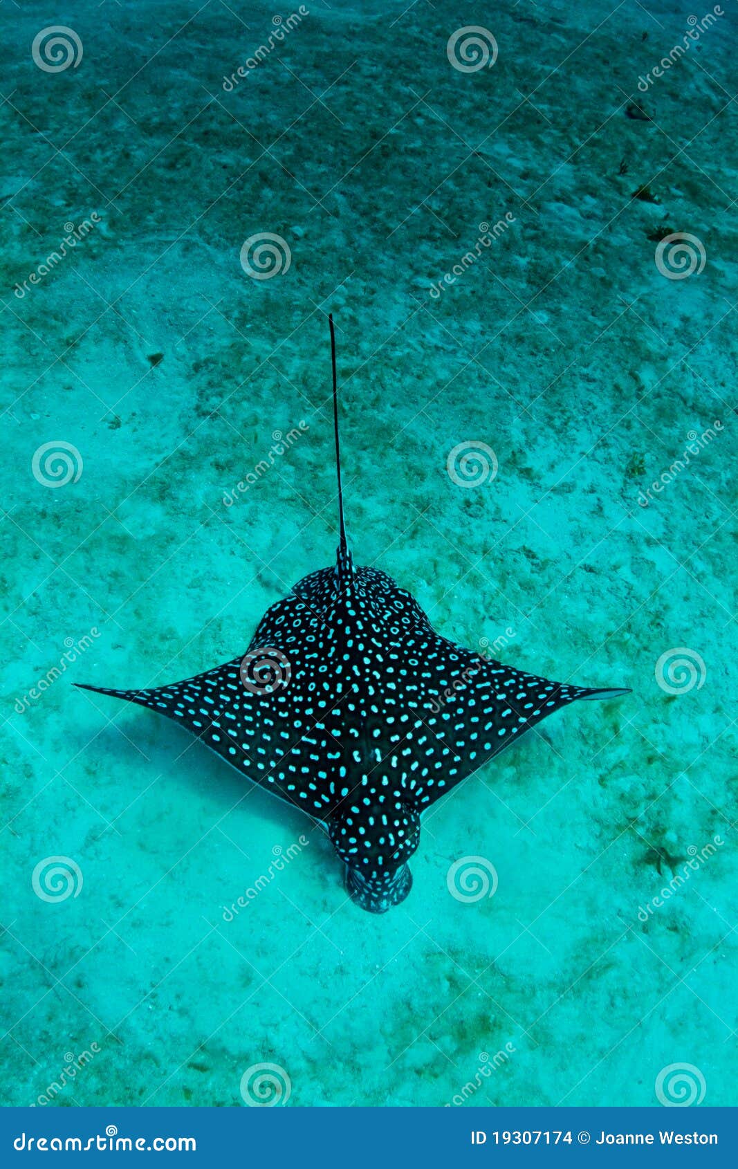Eagle ray in the sand stock photo. Image of honduras - 19307174
