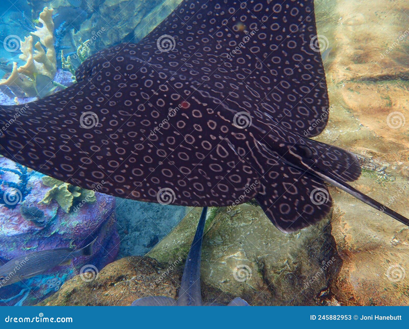 An Eagle Ray Swimming Over Coral Reef, Stingray Stock Image - Image of ...