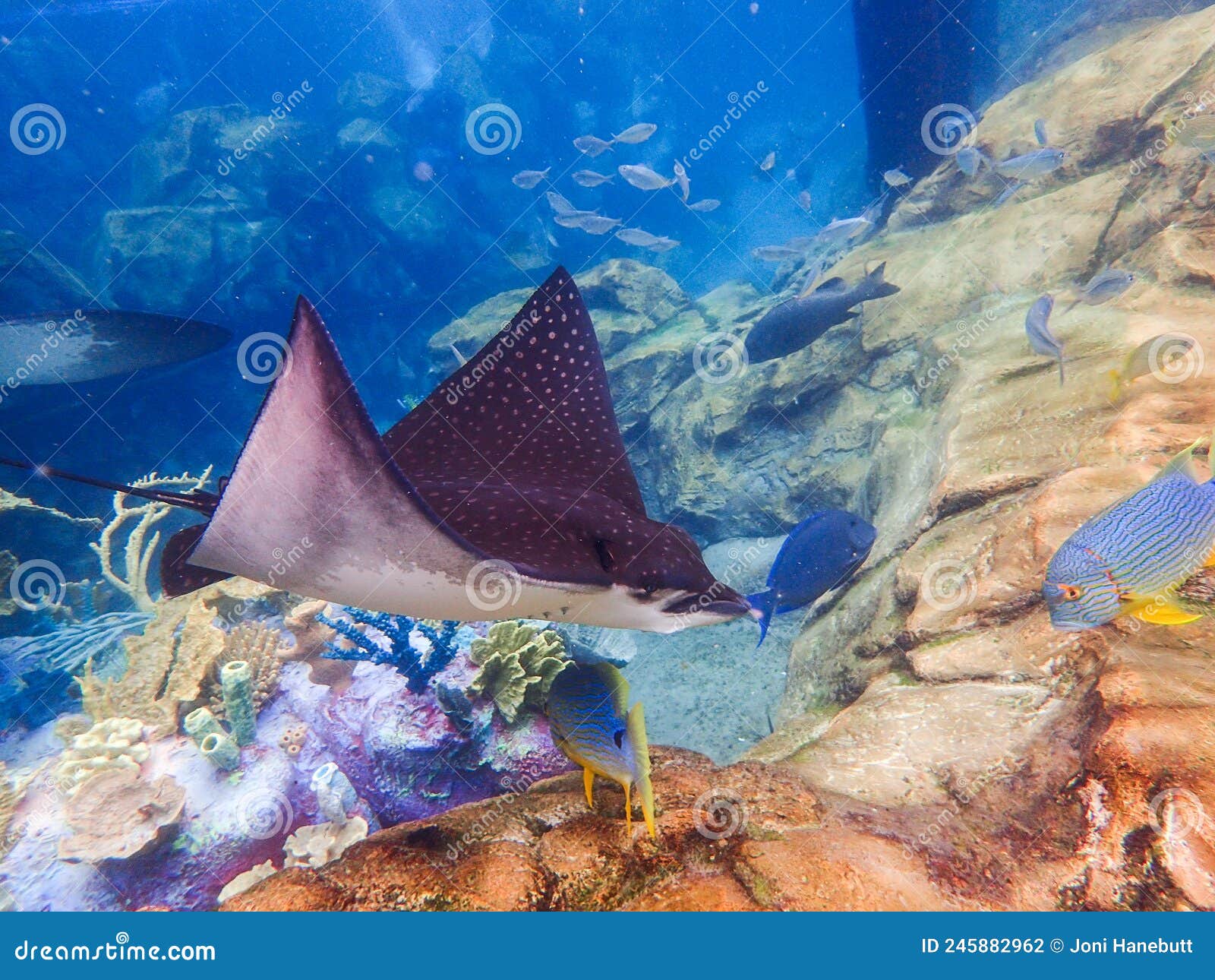 An Eagle Ray Swimming Over Coral Reef, Stingray Stock Photo - Image of ...