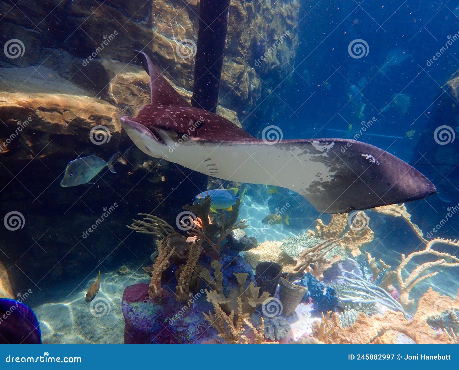 An Eagle Ray Swimming Over Coral Reef, Stingray Stock Image - Image of ...
