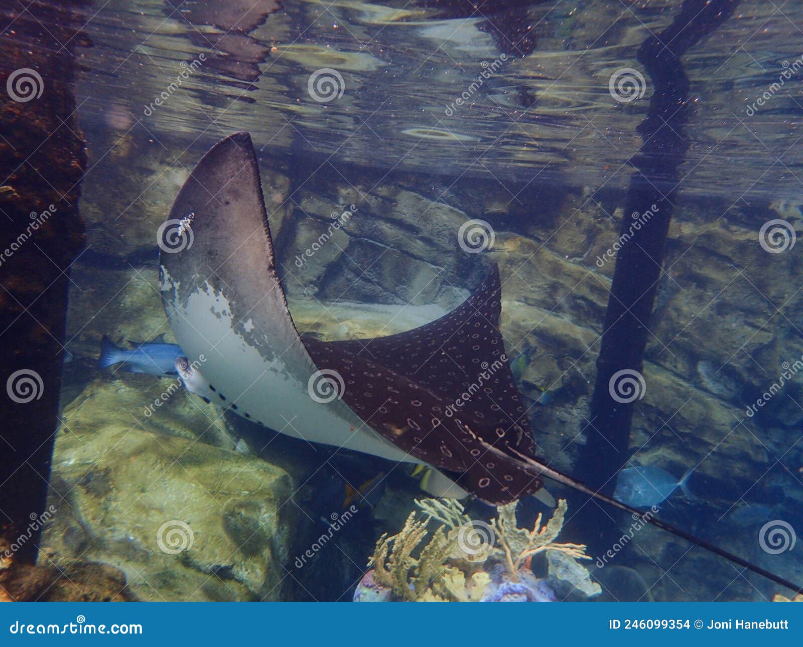 An Eagle Ray Swimming Over Coral Reef, Stingray Stock Photo - Image of ...