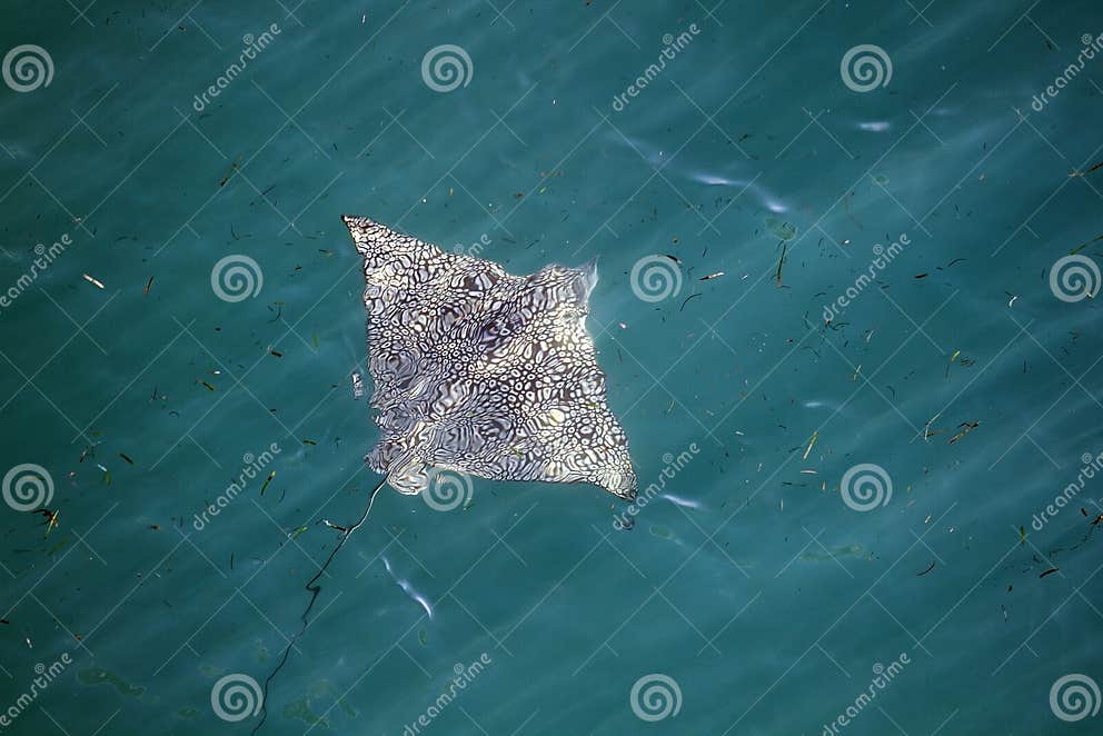 Eagle Ray in Water stock image. Image of ripples, surface - 12596451