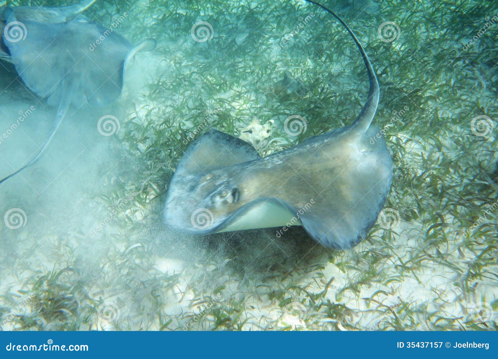Eagle Rays image stock. Image du sable, exotique, bleu - 35437157