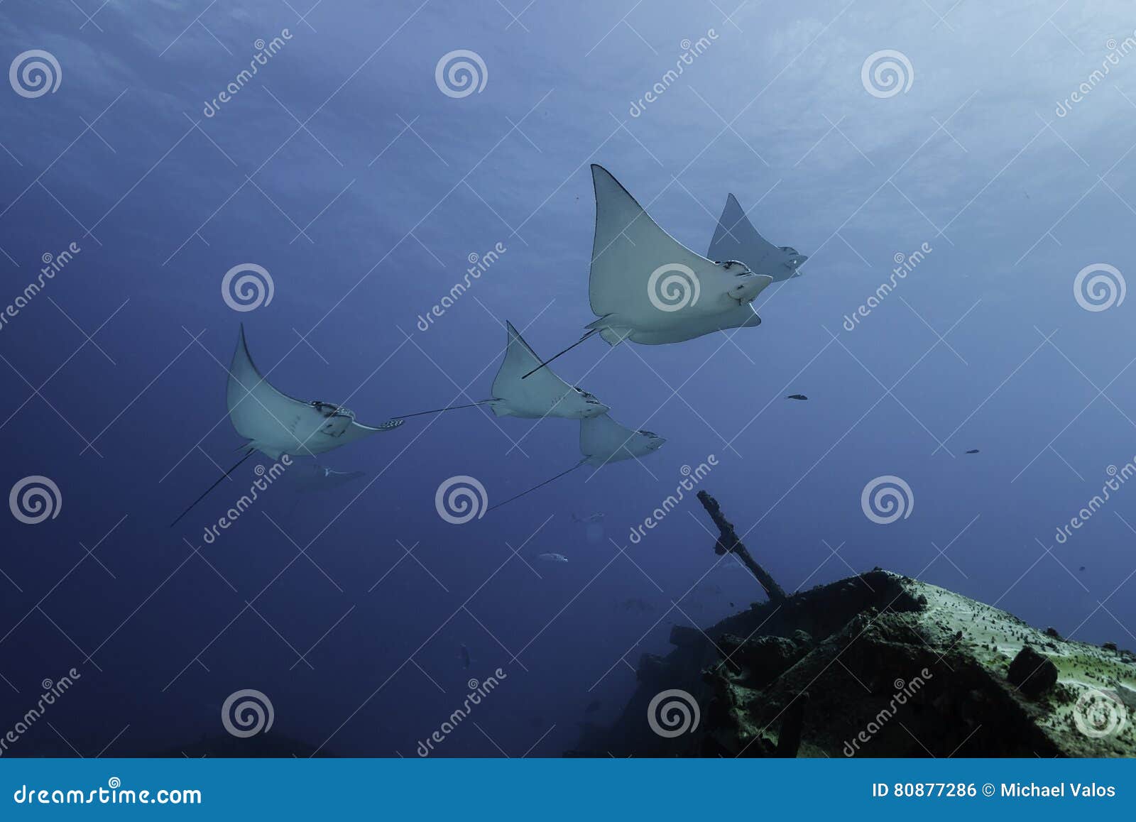Eagle rays Mexico stock photo. Image of coast, eagle - 80877286