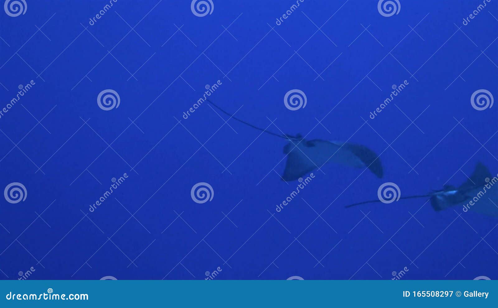 Eagle Rays or White Spotted Rays or Stingrays Swimming Together in Deep ...