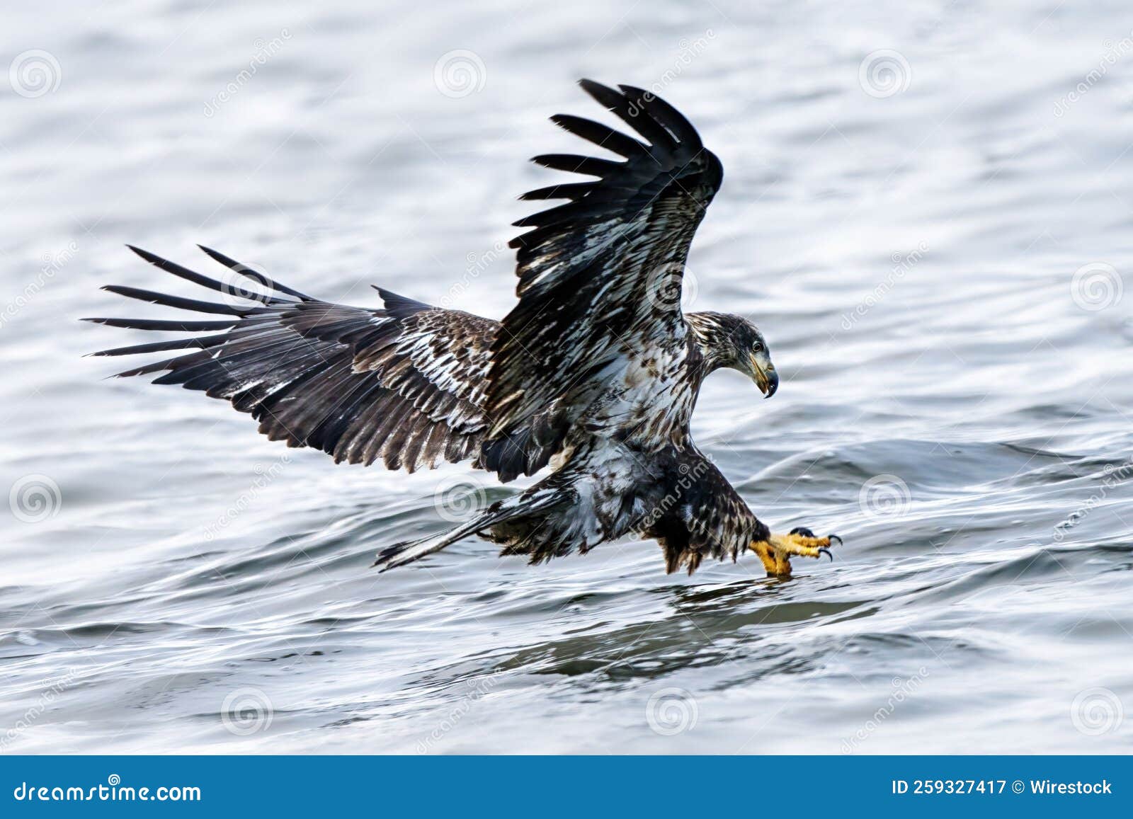 Eagle Ready To Catch a Prey on the Ocean Stock Image - Image of flying ...