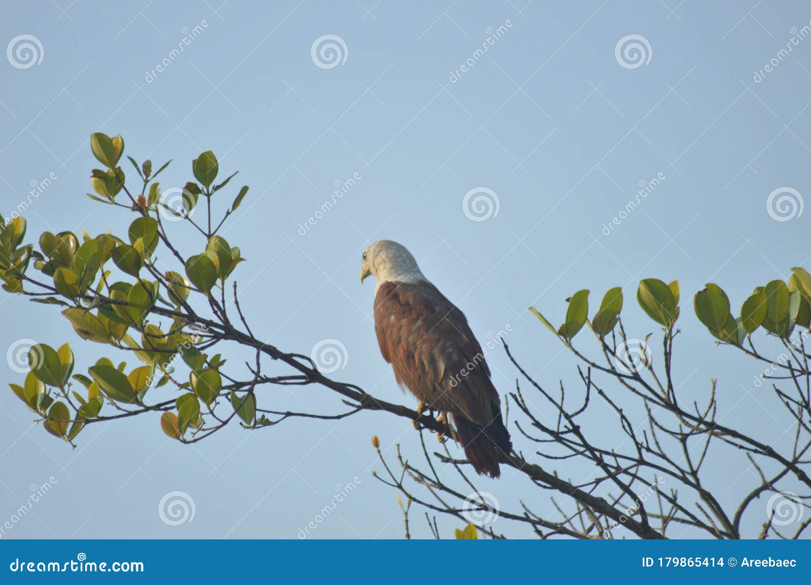 Eagle relaxing on tree stock photo. Image of twig, eagle - 179865414