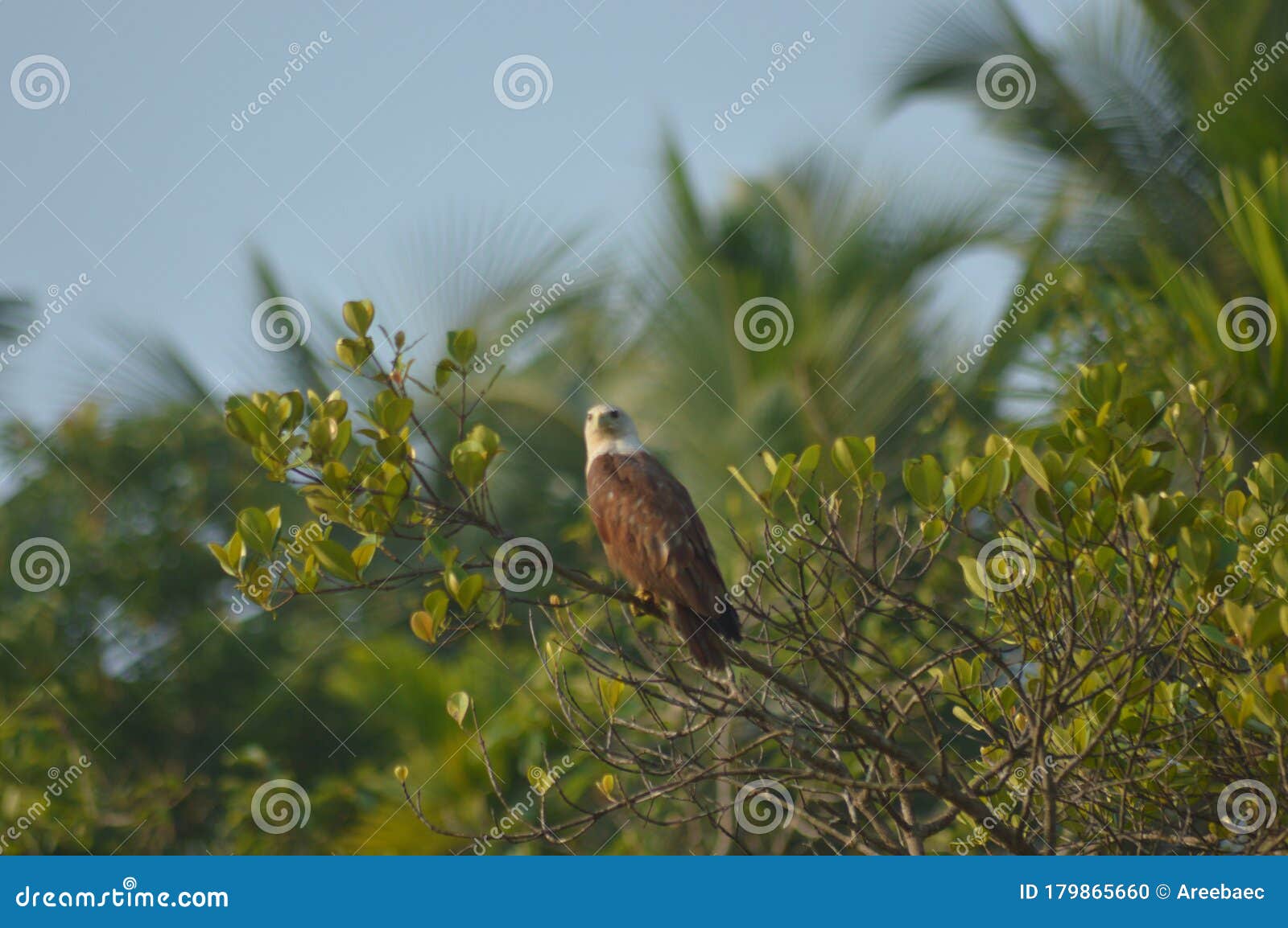 Eagle relaxing on tree stock photo. Image of animal - 179865660