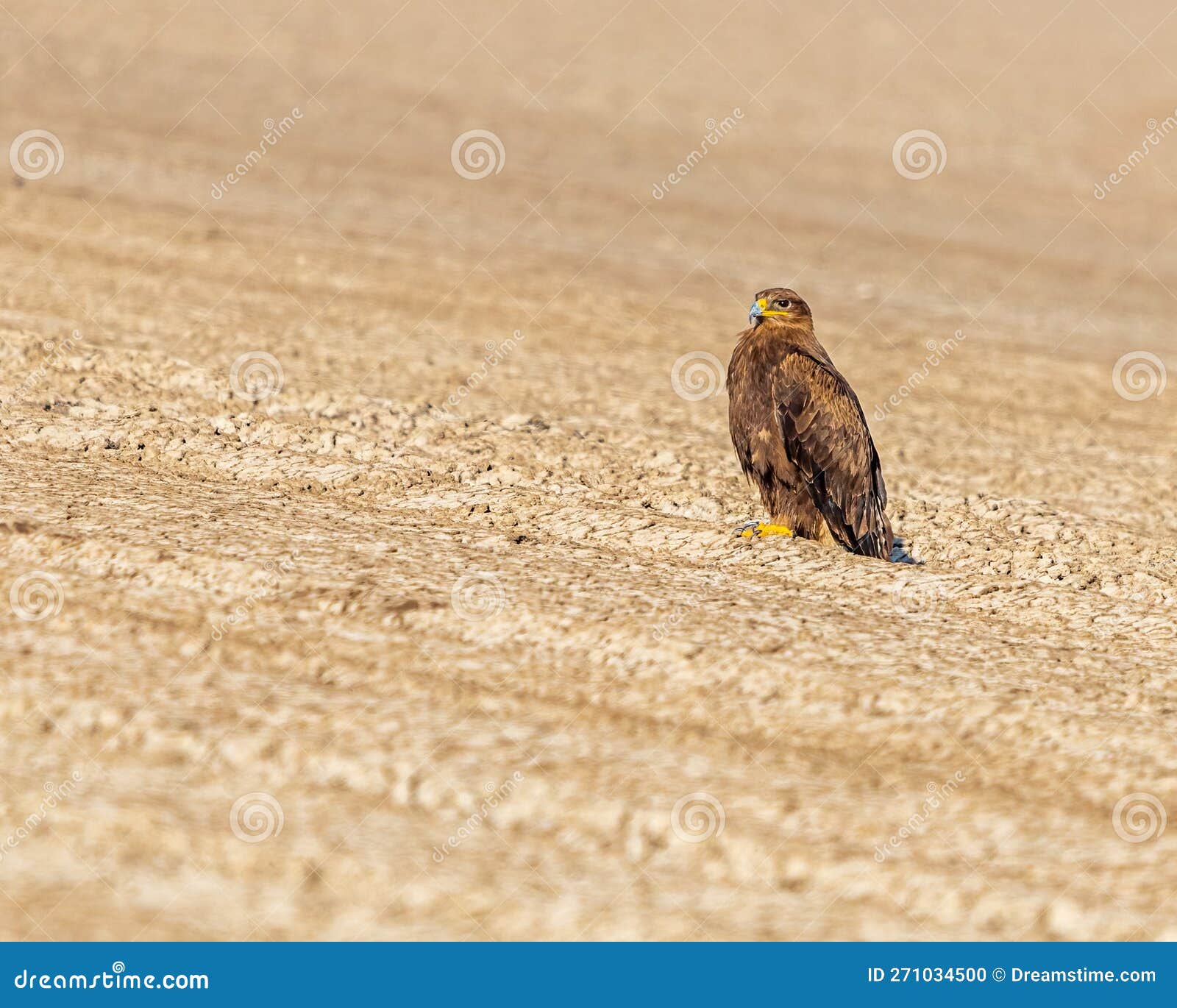 A Eagle resting stock photo. Image of wing, closeup - 271034500