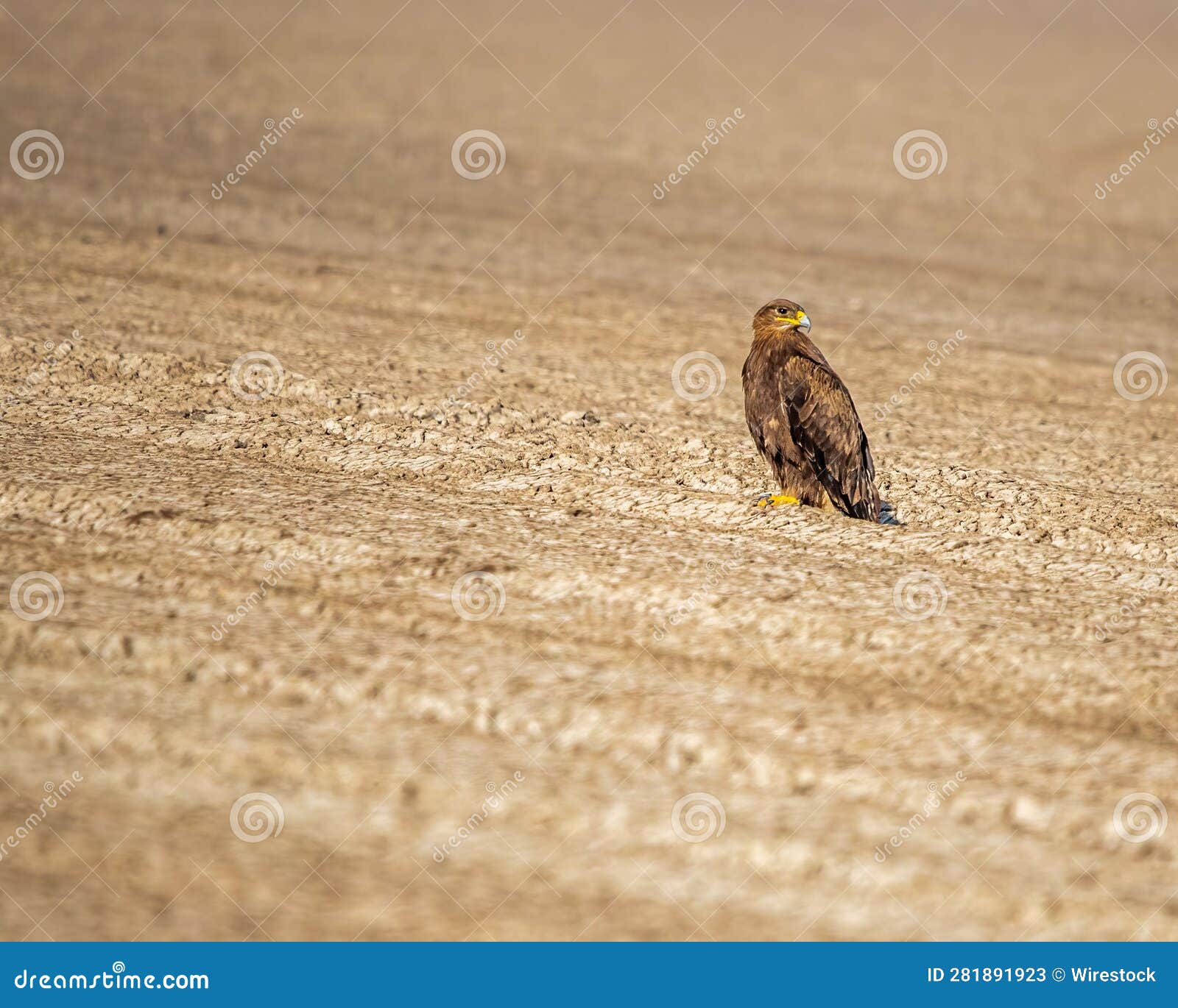 Eagle Resting on the Ground Stock Image - Image of creature, avian ...