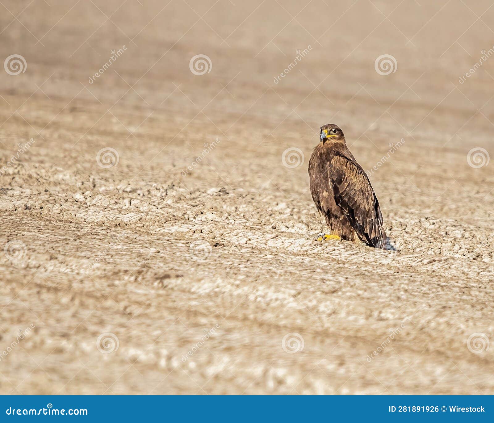 Eagle Resting on the Ground Stock Photo - Image of ornithology, animal ...