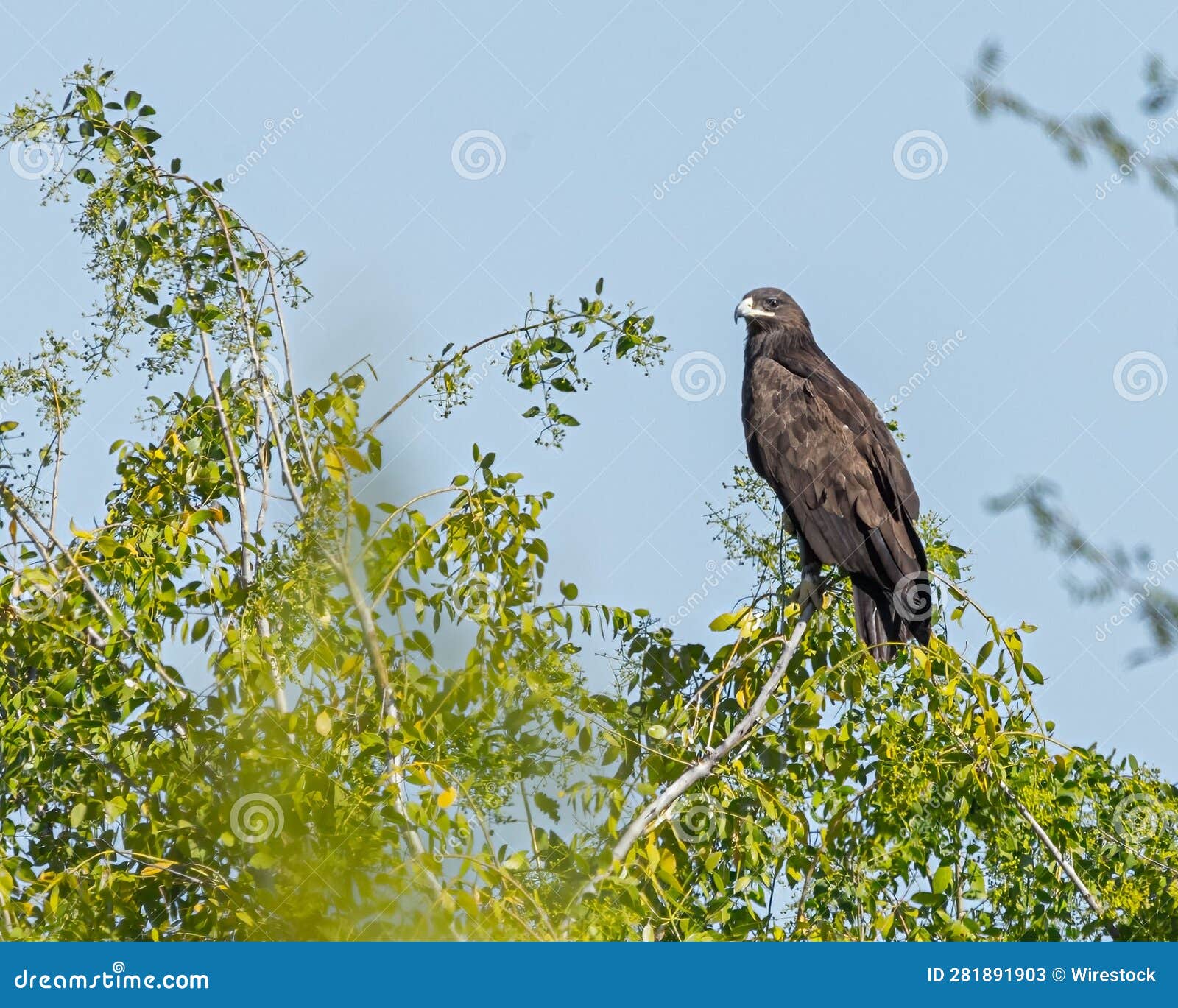 Eagle resting on a tree stock image. Image of outdoors - 281891903