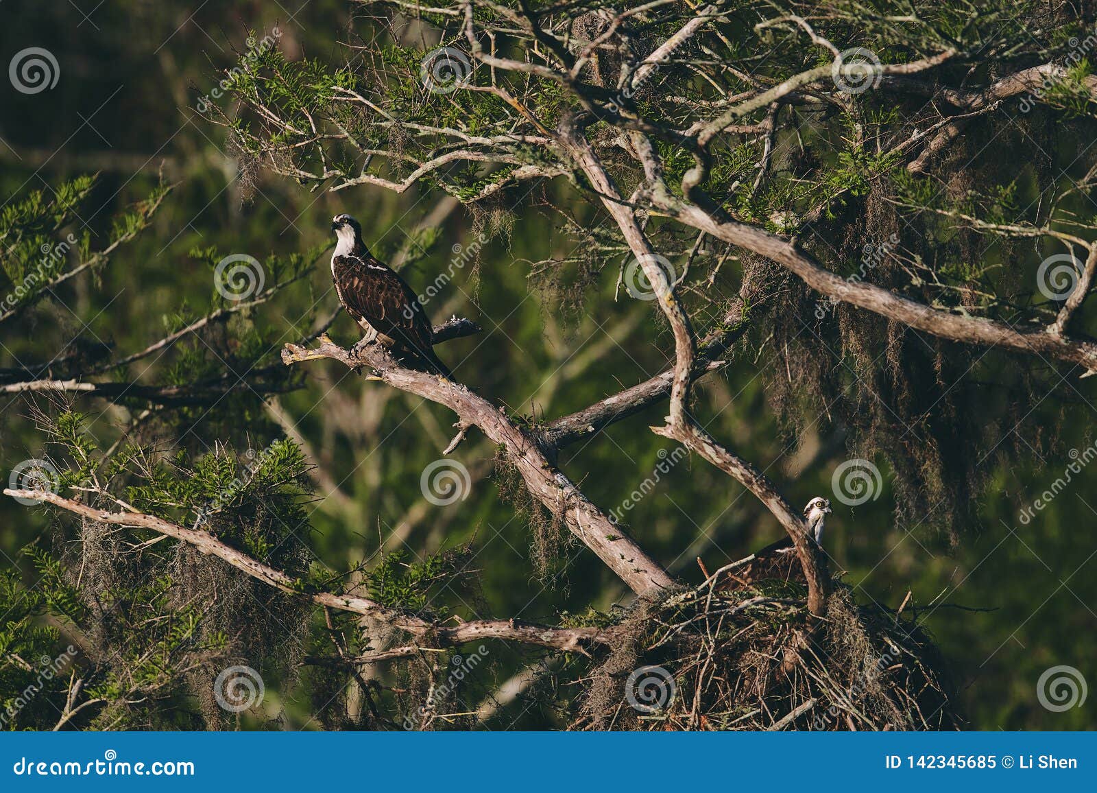 Eagle Resting on Tree Branch Stock Image - Image of branch, branches ...
