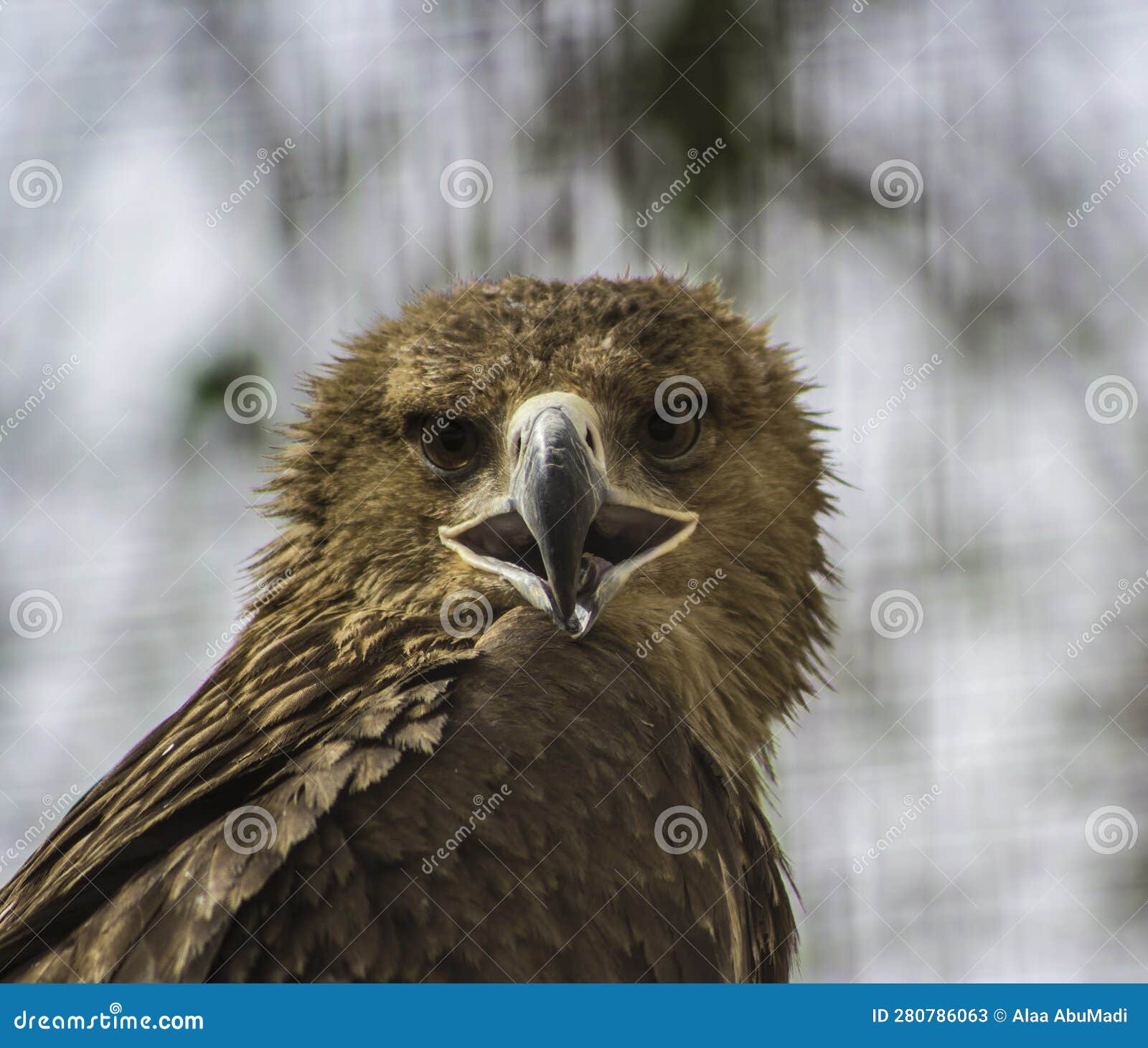 Eagle s face stock image. Image of europe, close, feather - 280786063