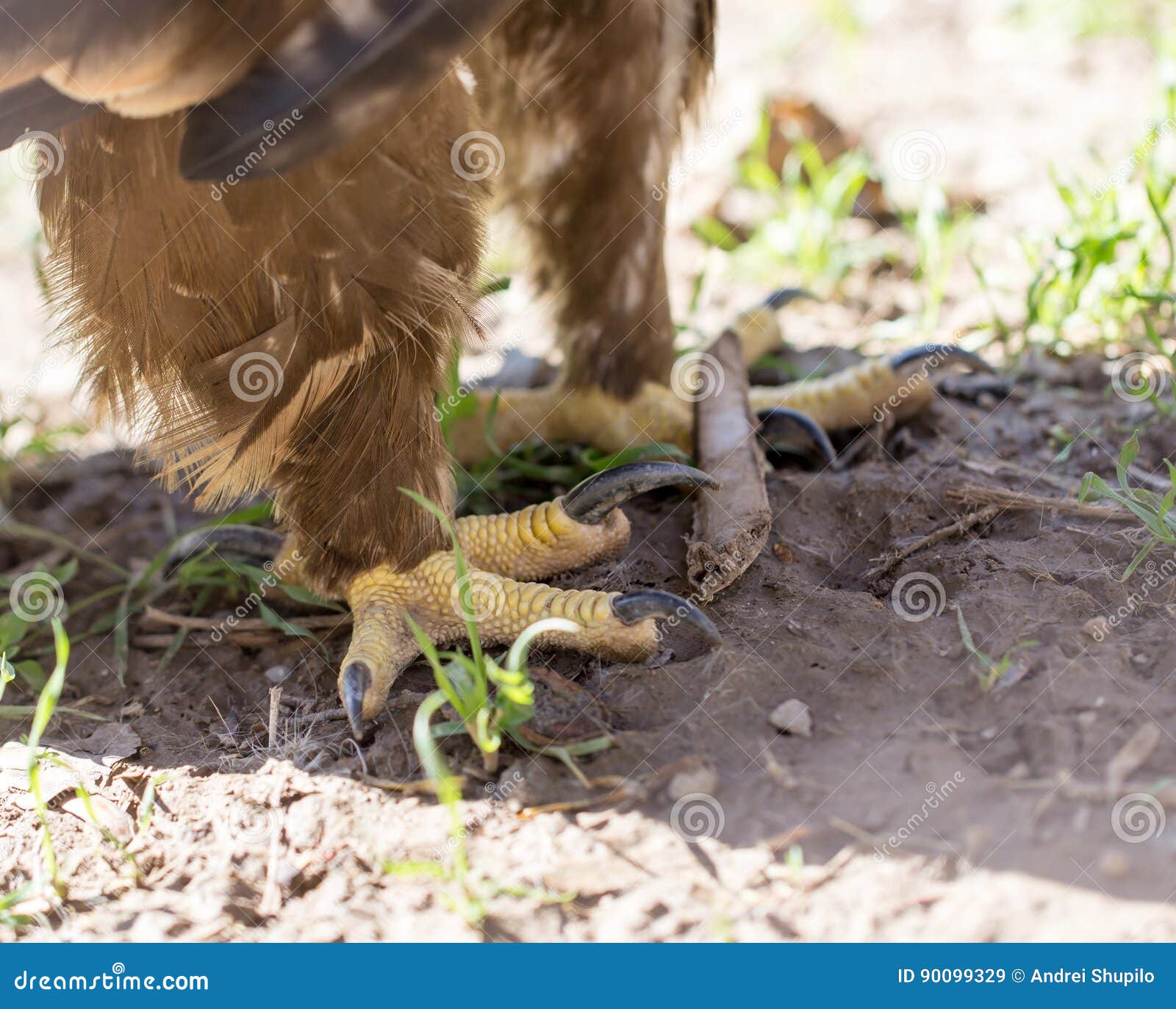 Eagle`s feet on the ground stock image. Image of animal - 90099329