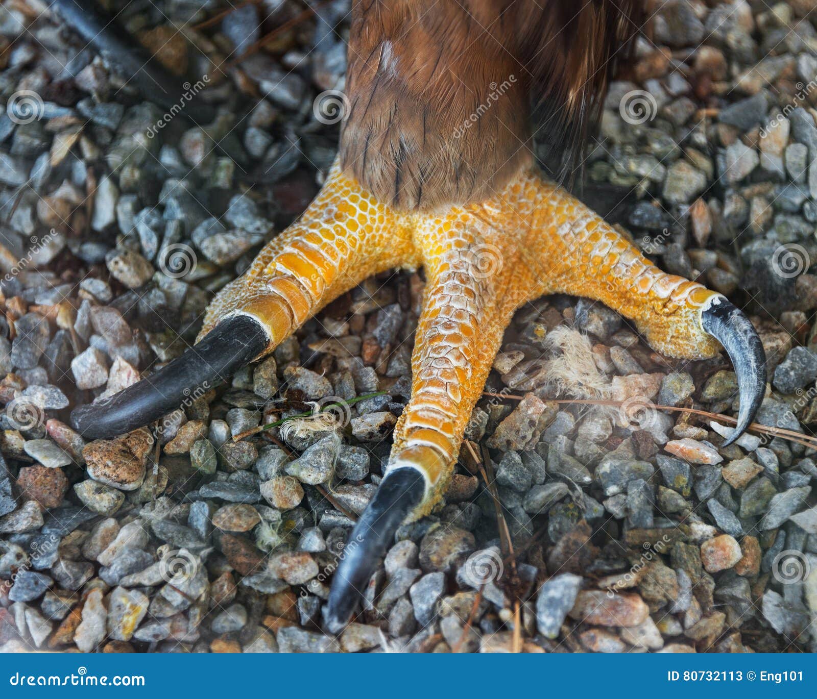 Eagle`s foot stock image. Image of fingers, foot, ground - 80732113
