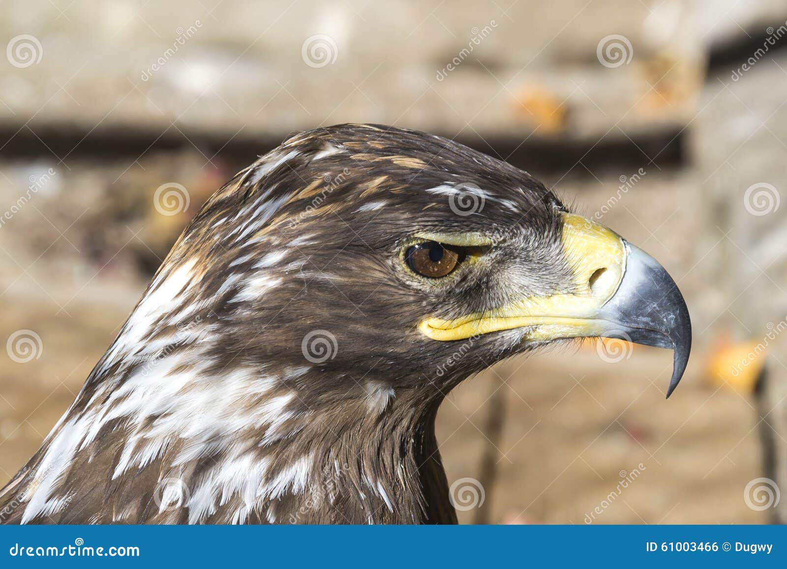 Eagle s head stock photo. Image of animal, white, wild - 61003466