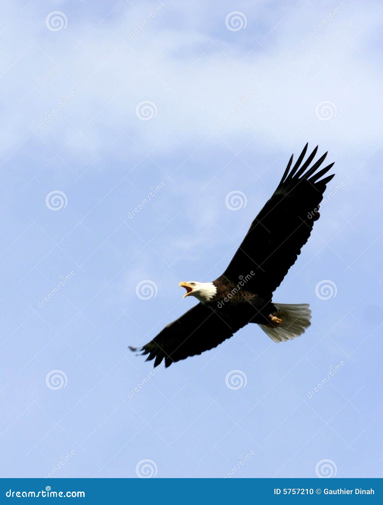 265 Eagle Protecting Stock Photos - Free & Royalty-Free Stock Photos ...