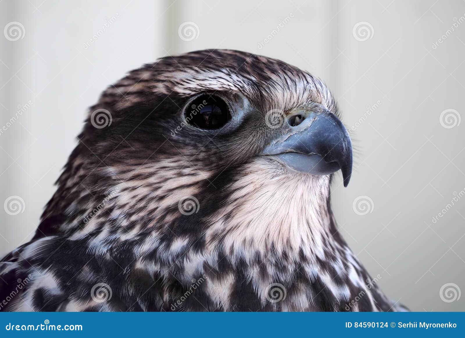 Eagle Serious Portrait from Left Side Stock Photo - Image of bird ...