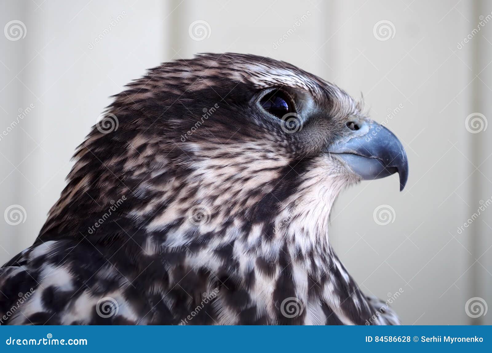 Eagle Serious Portrait from Left Side at White Background Stock Photo ...